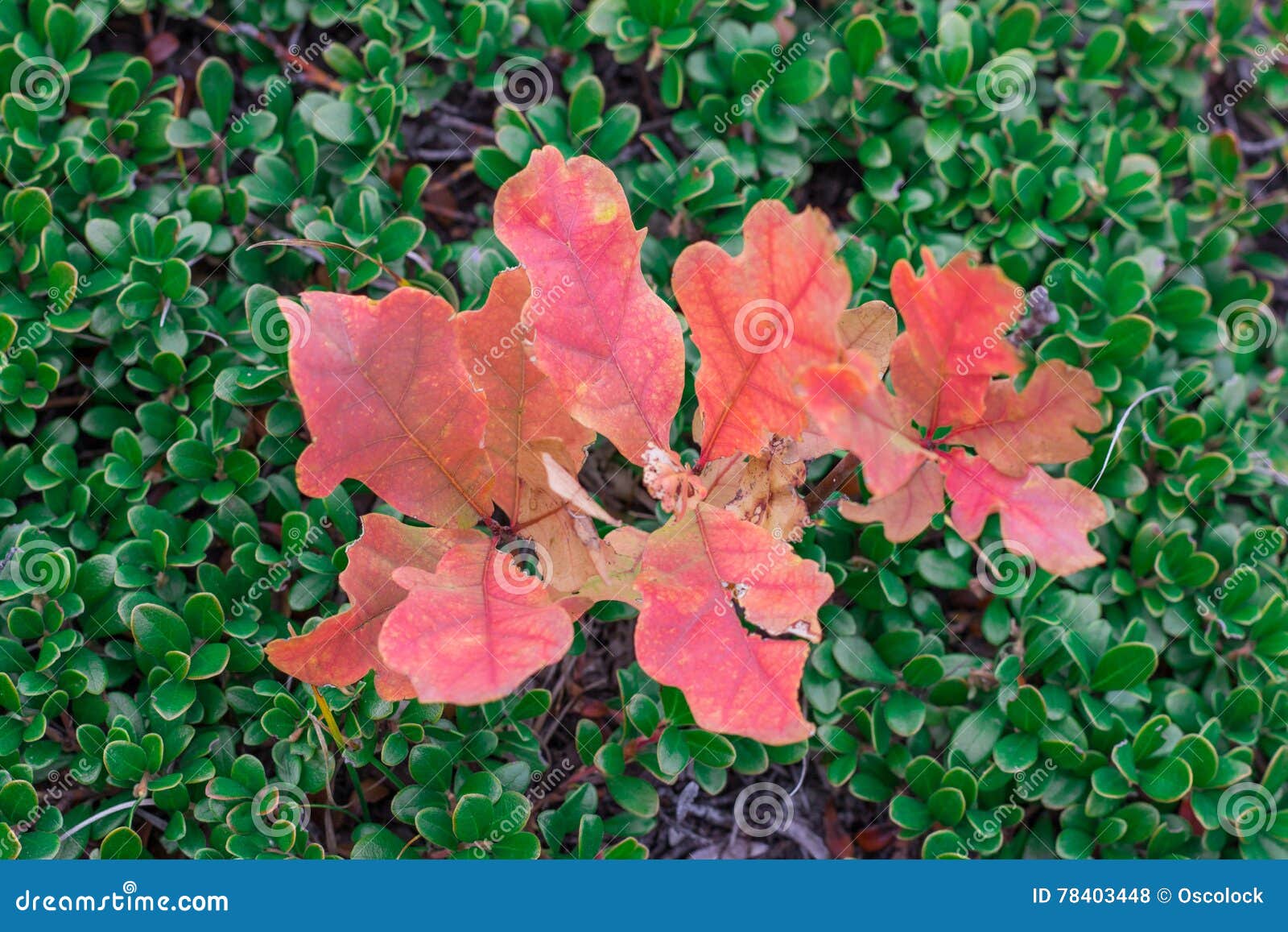 Oak Tree Sprout with Red Leaves in Green Bootlicking Moss Stock Photo ...