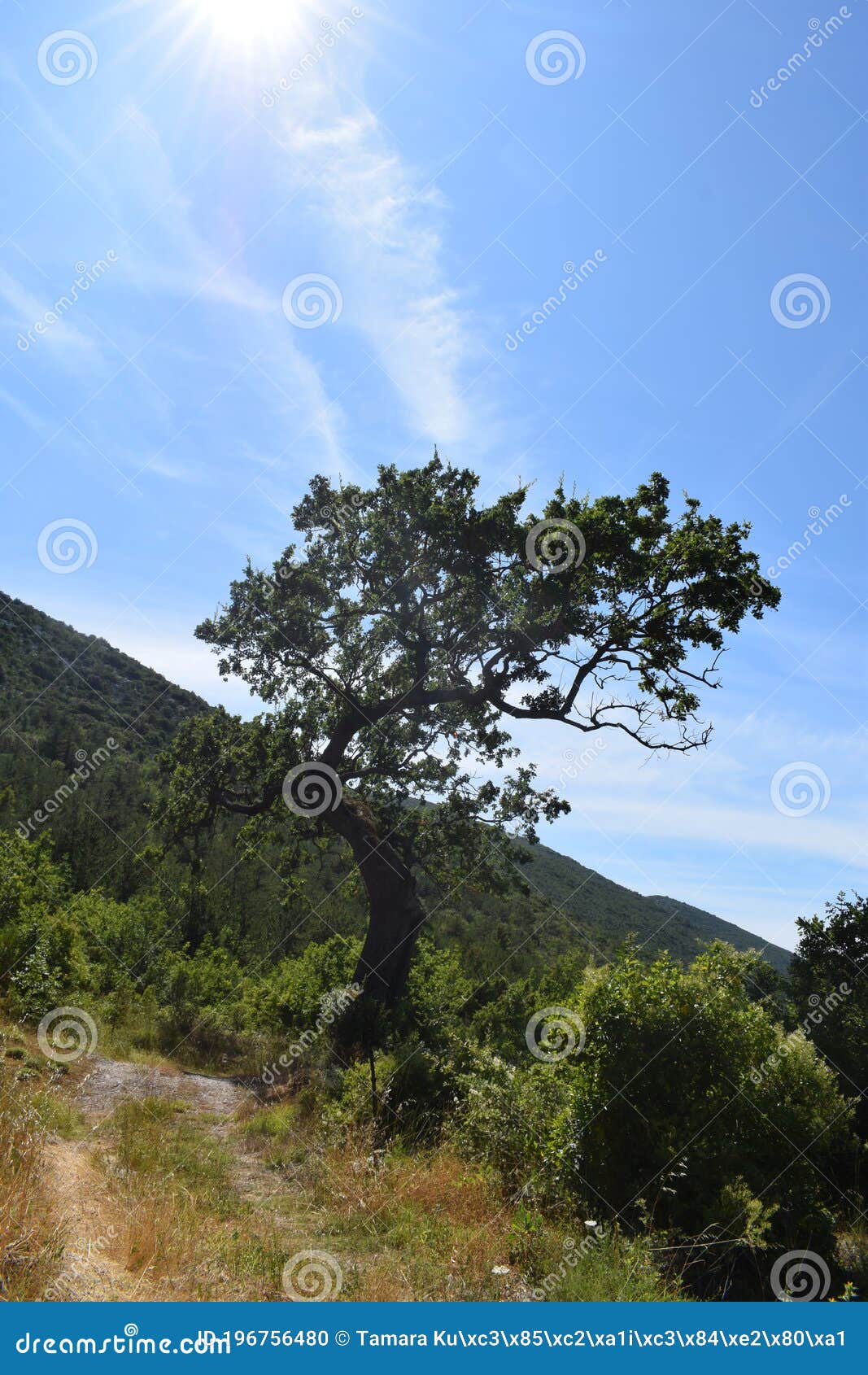 Oak Tree Standing Tall and Alone Stock Photo - Image of alone, scenic ...