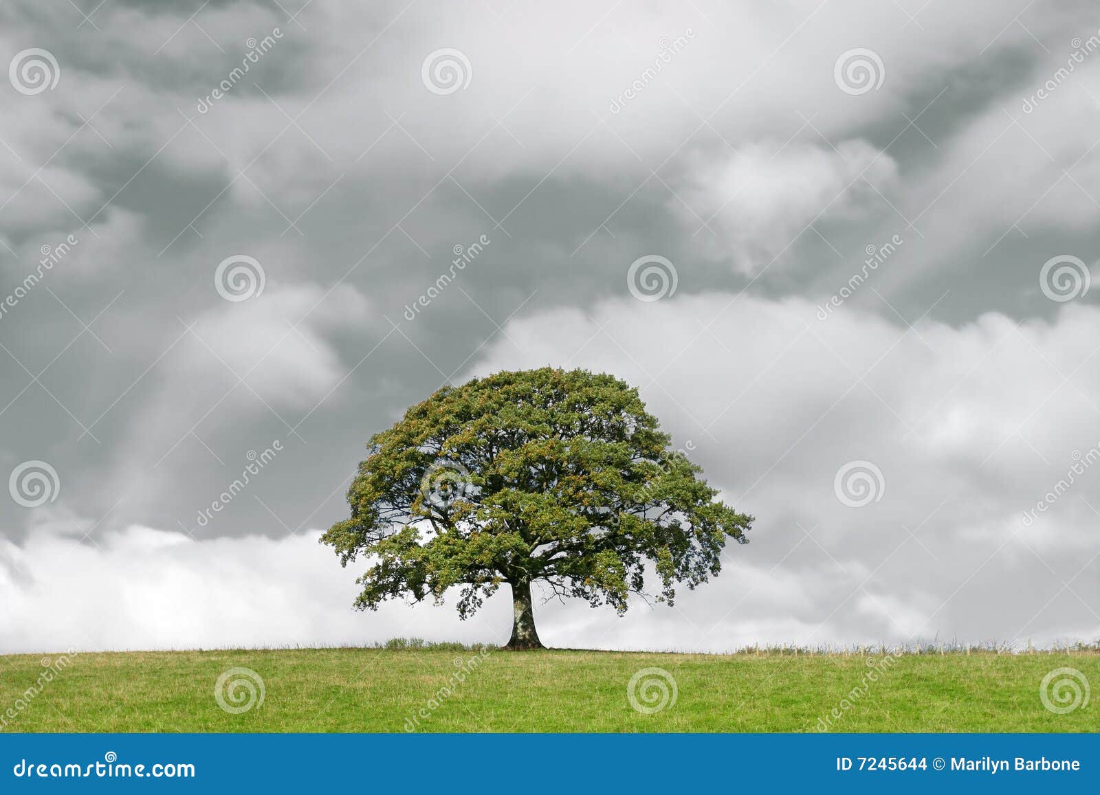 Oak Tree and Storm Clouds stock photo. Image of green - 7245644