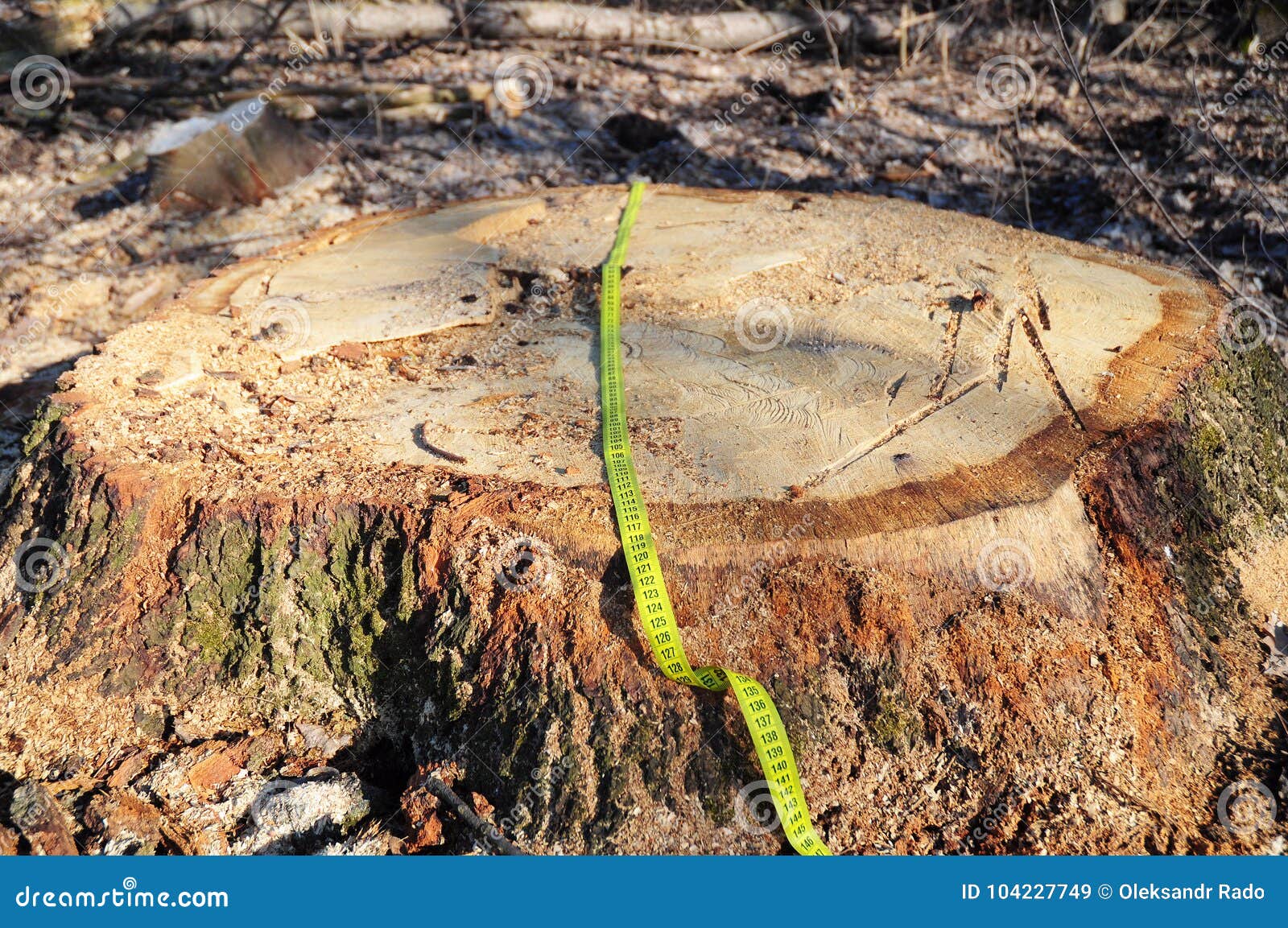 Oak Tree Stump Being Cut Down. Deforestation Concept Stock Image ... Oak Tree Stump Being Cut Down. Deforestation Concept Stock Image ...