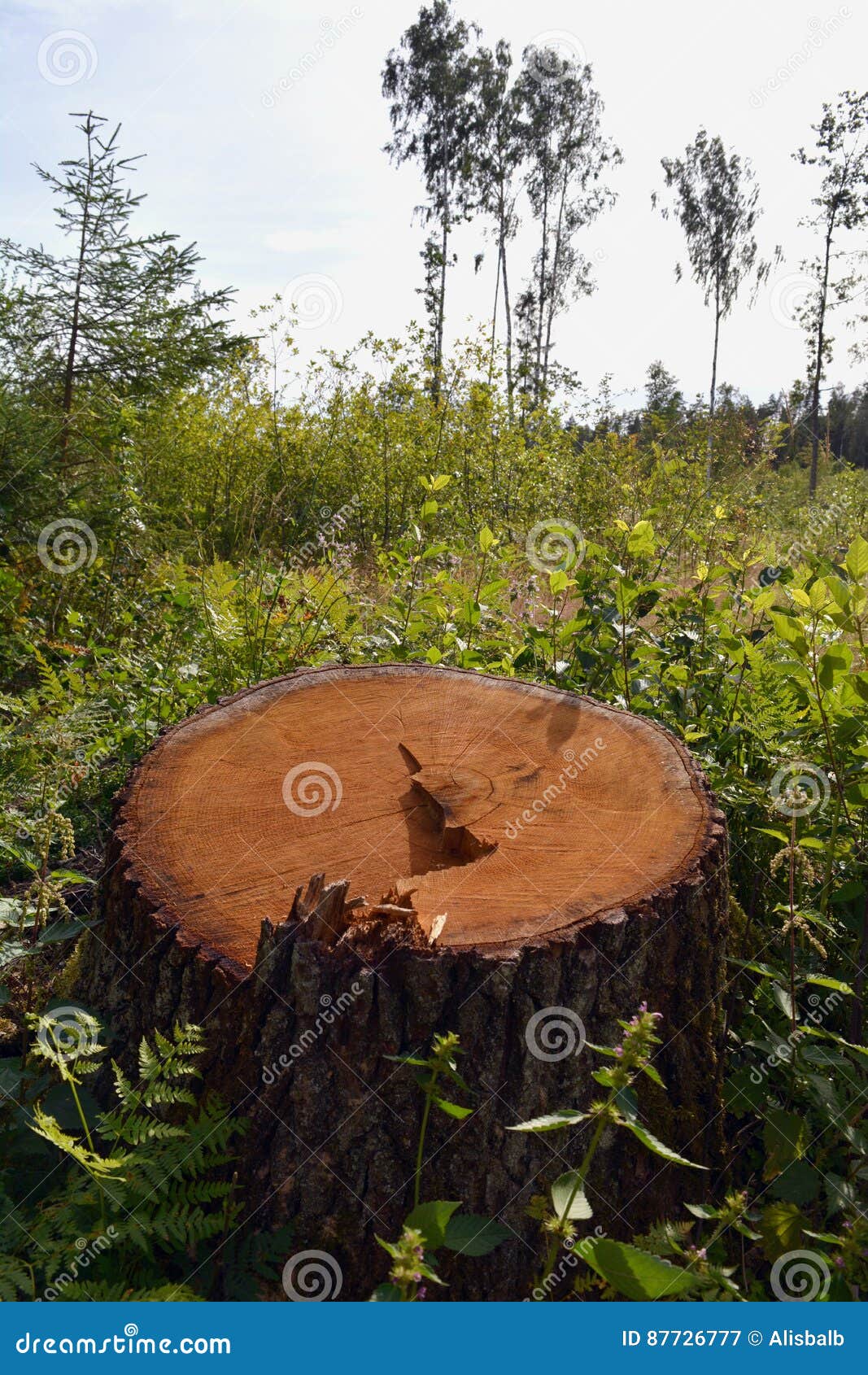 Oak Tree Stump in Green Spring Forest Stock Image - Image of ecology ...