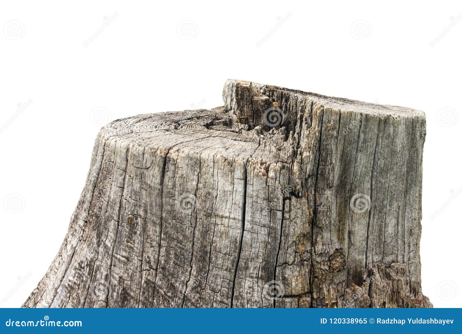 Oak Tree Stump on White Background Stock Image - Image of background ...