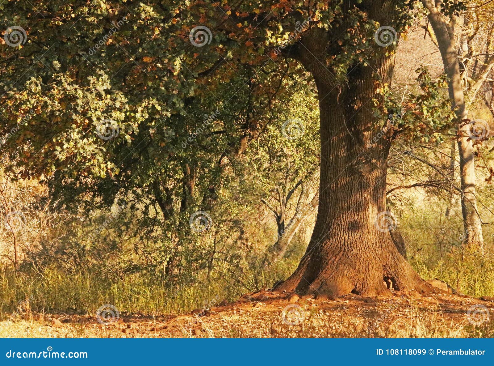 OAK TREE with STURDY TRUNK stock image. Image of foliage - 108118099