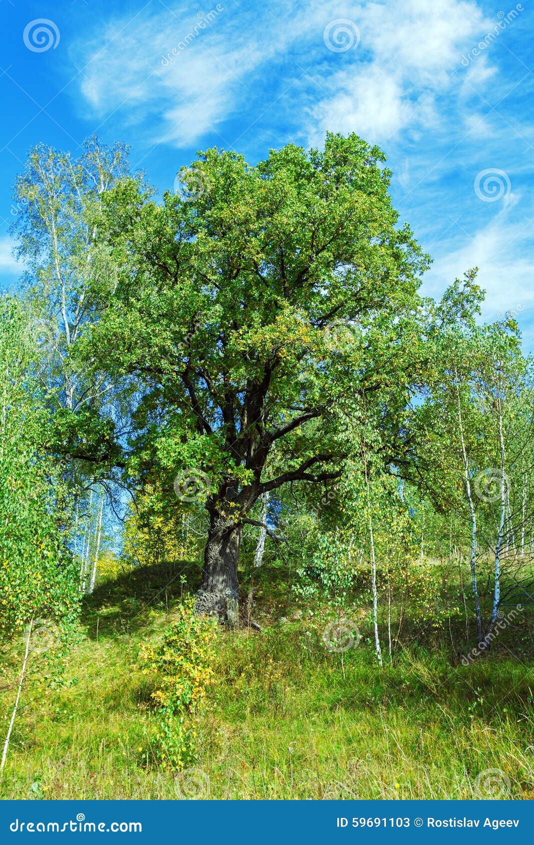 Oak Tree in Summer Forest stock image. Image of summer - 59691103