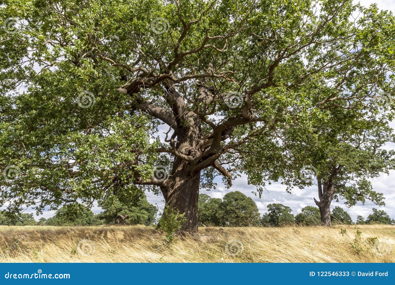 Oak Tree in parkland stock image. Image of outdoor, view - 122546333