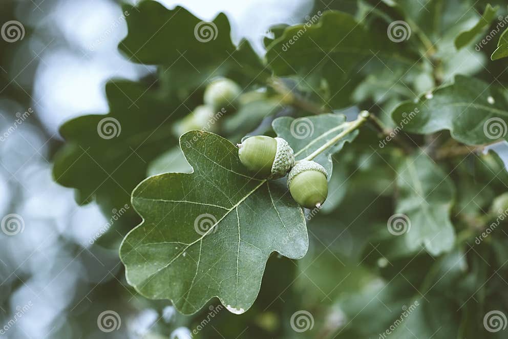 Oak tree in summer. stock photo. Image of detail, garden - 123732916