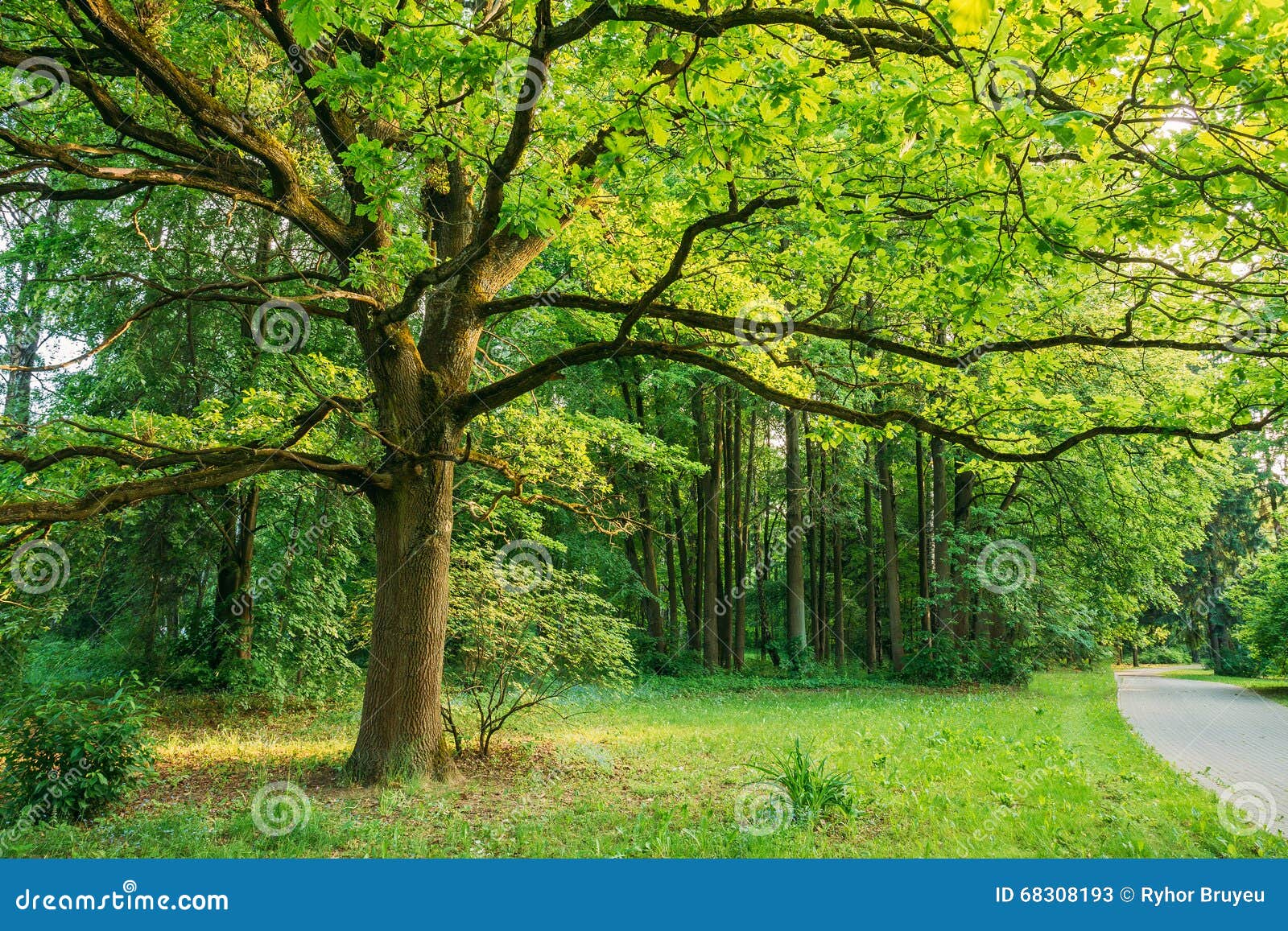 Oak Tree in Summer Park. Spring Nature. Deciduous Forest Stock Image ...