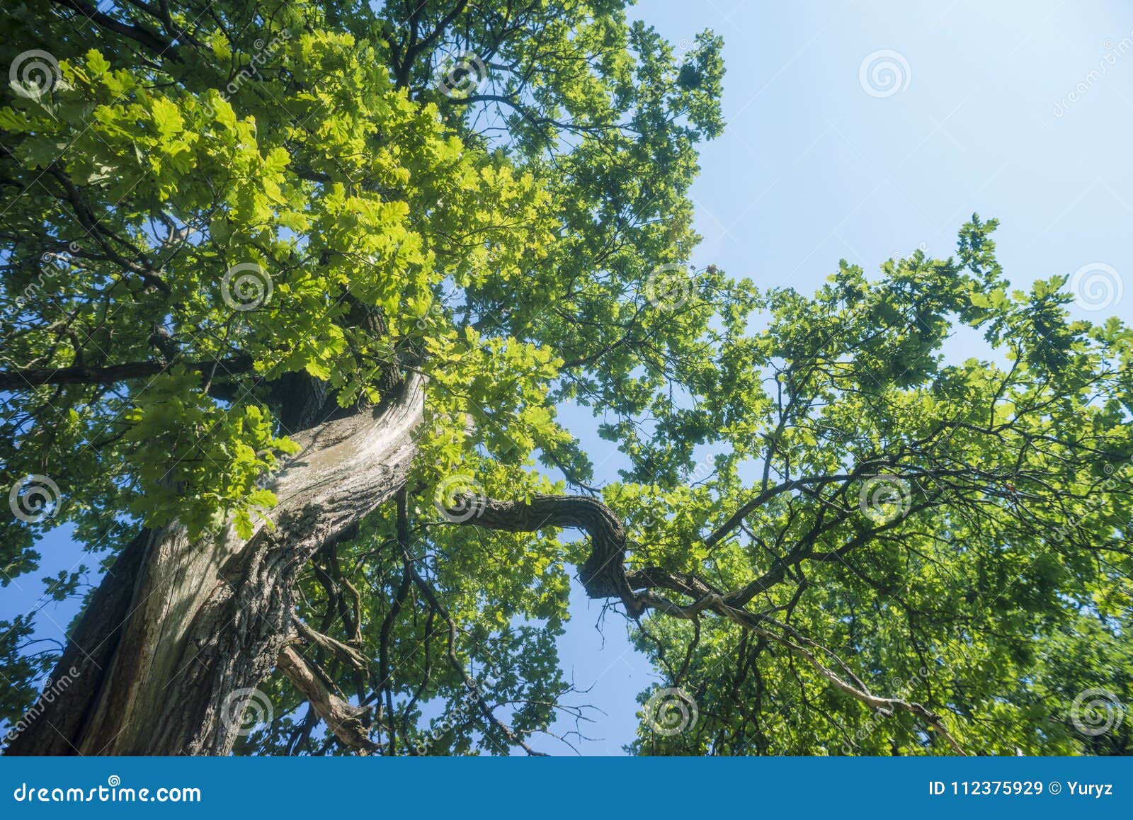 Oak tree by summer stock image. Image of spreading, landscape - 112375929