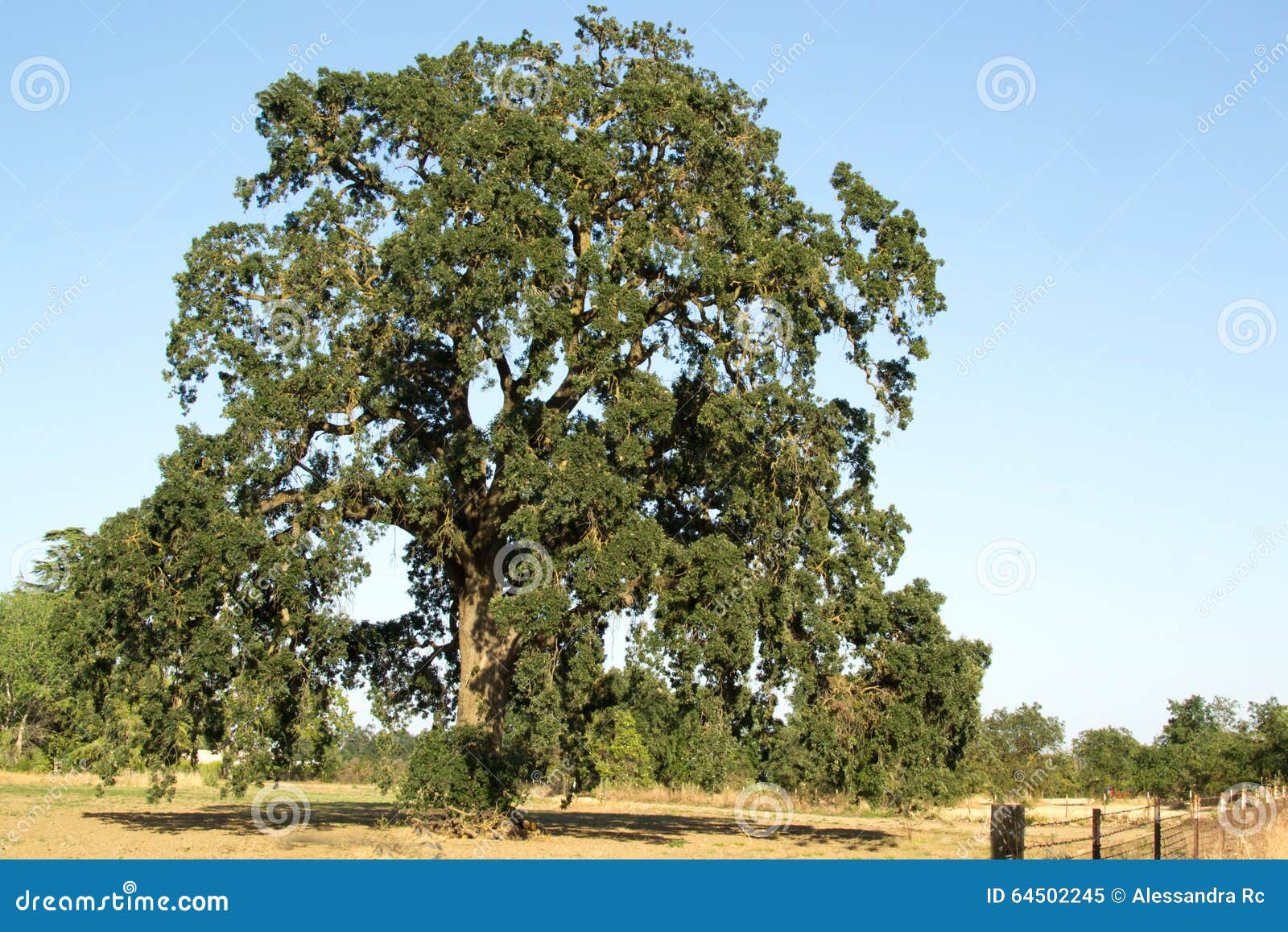 Oak tree in the summer stock image. Image of bright, blue - 64502245