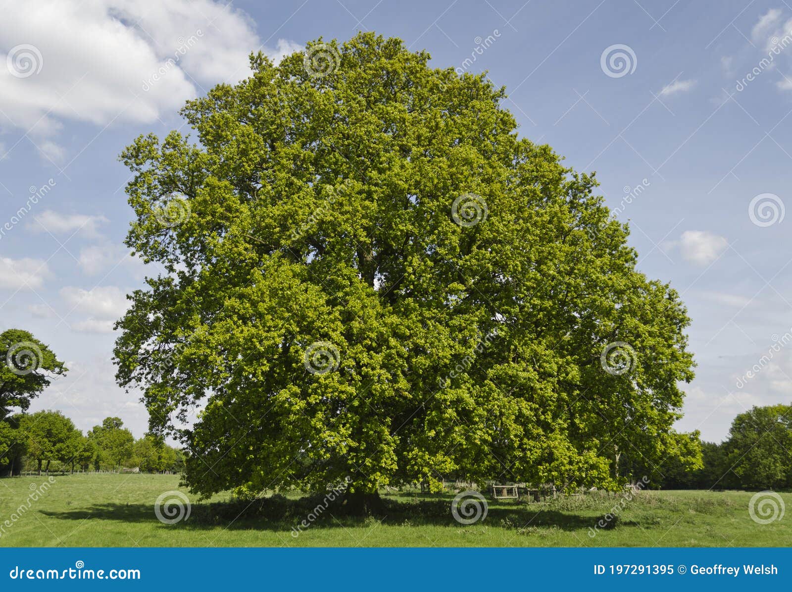 Oak Tree on a Summers Day UK Stock Image - Image of cloud, background ...
