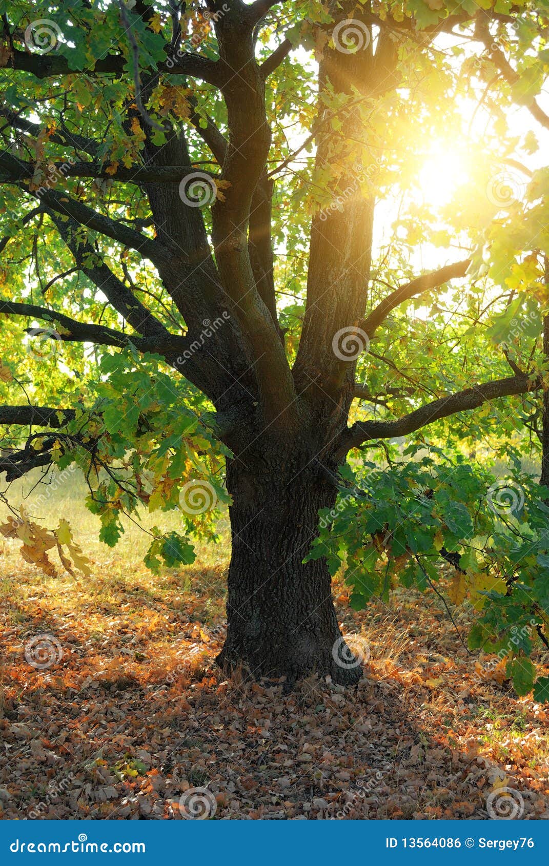 Oak tree and sun rays stock photo. Image of park, leaf - 13564086