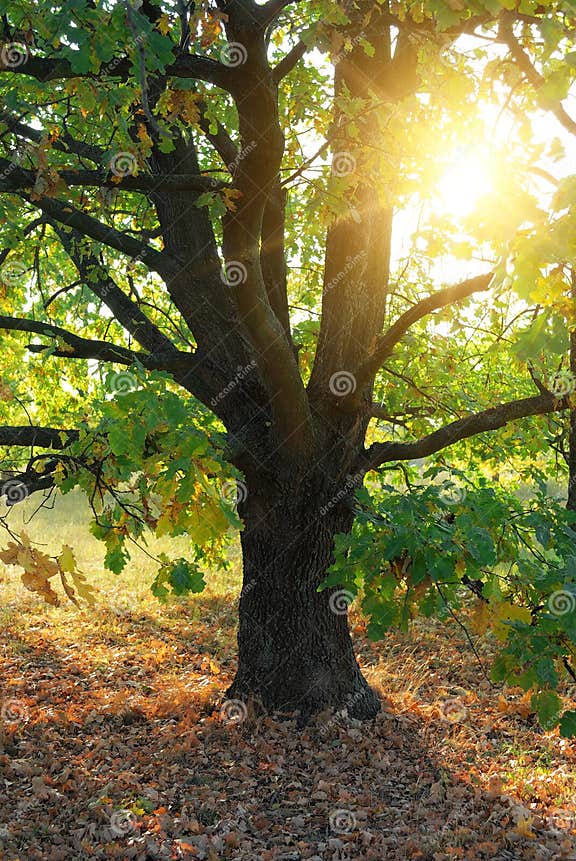 Oak tree and sun rays stock photo. Image of park, leaf - 13564086