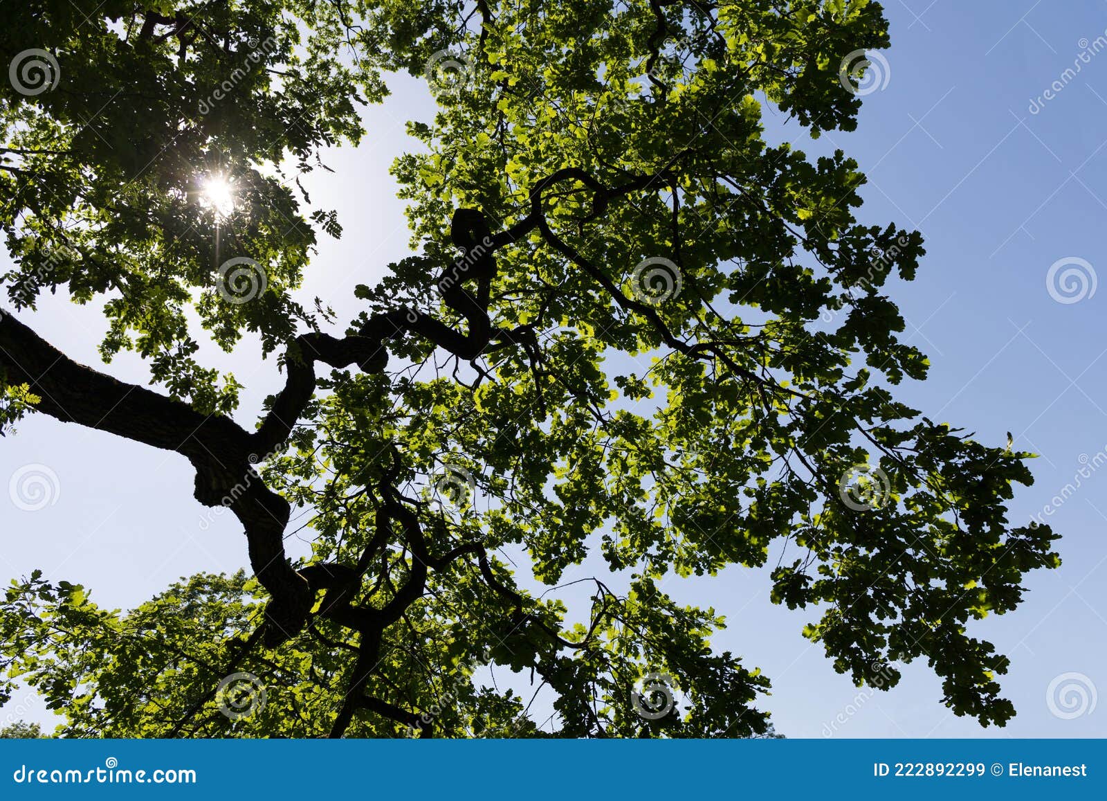 Oak Tree in the Sun - with the Rays of Light Coming through Stock Image ...