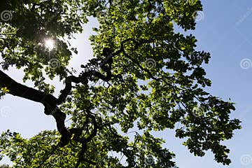 Oak Tree in the Sun - with the Rays of Light Coming through Stock Image ...