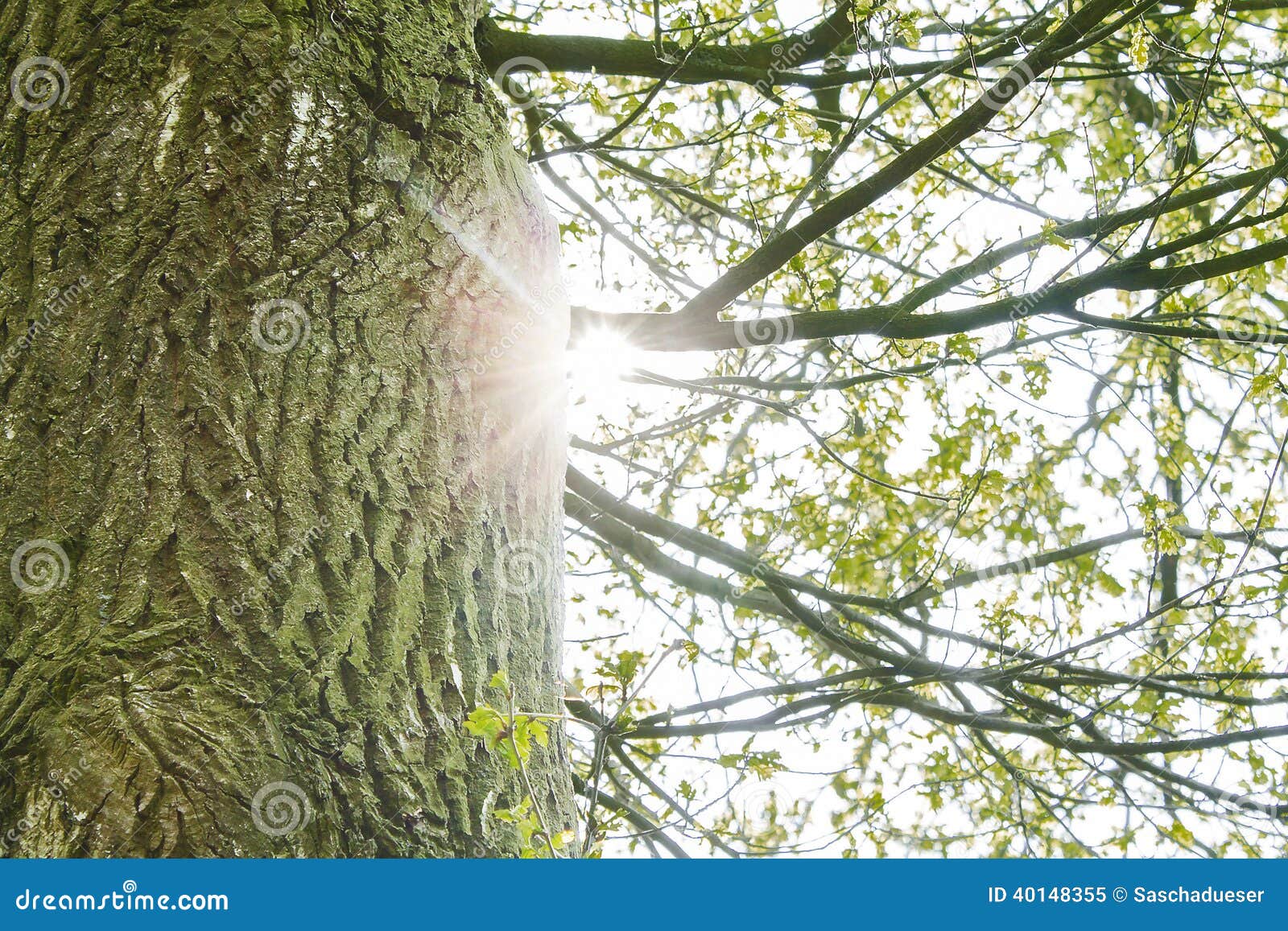 Oak tree stock image. Image of concept, skies, simple - 40148355