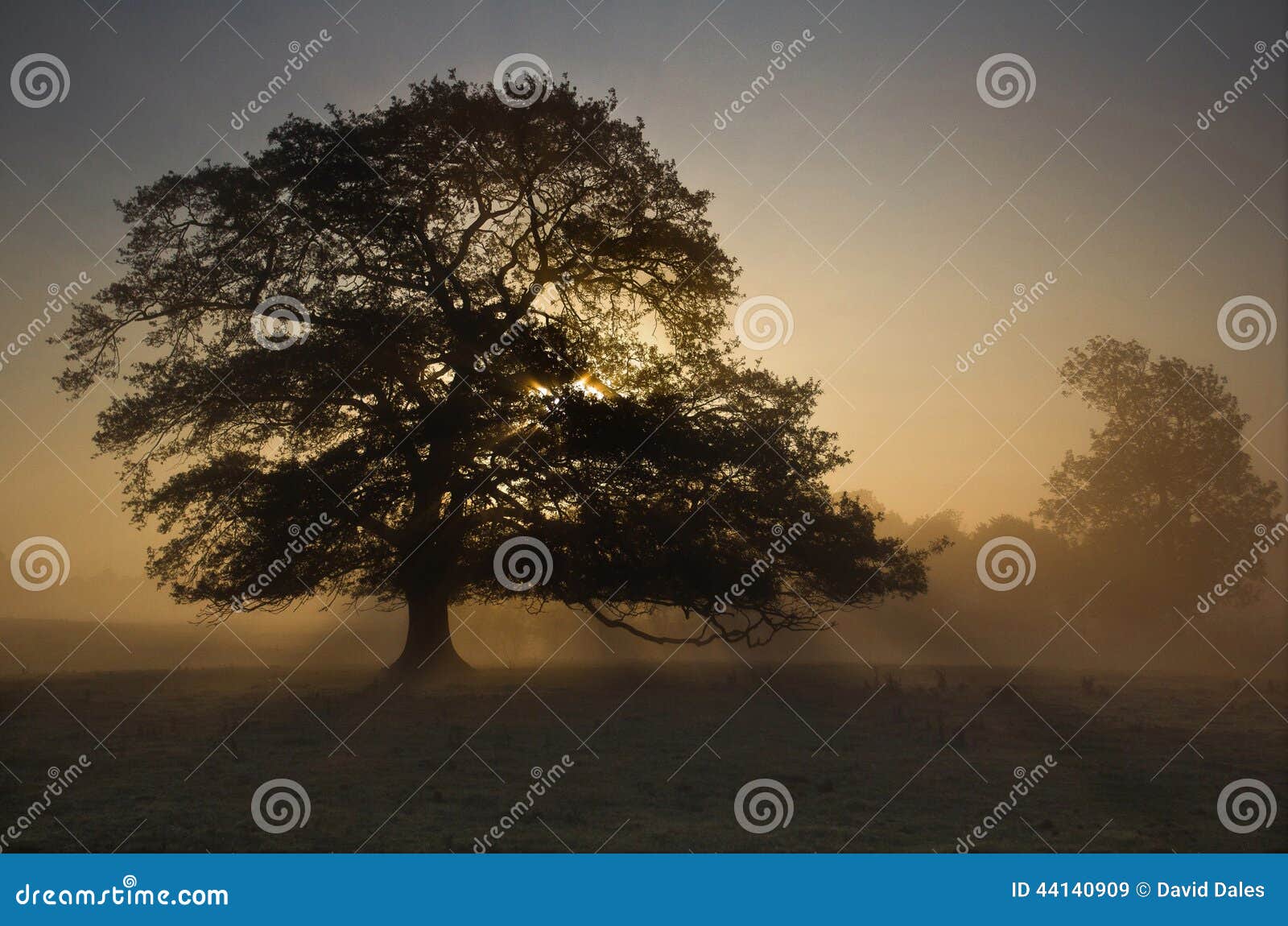 Oak tree sunrise stock image. Image of scenery, environment - 44140909