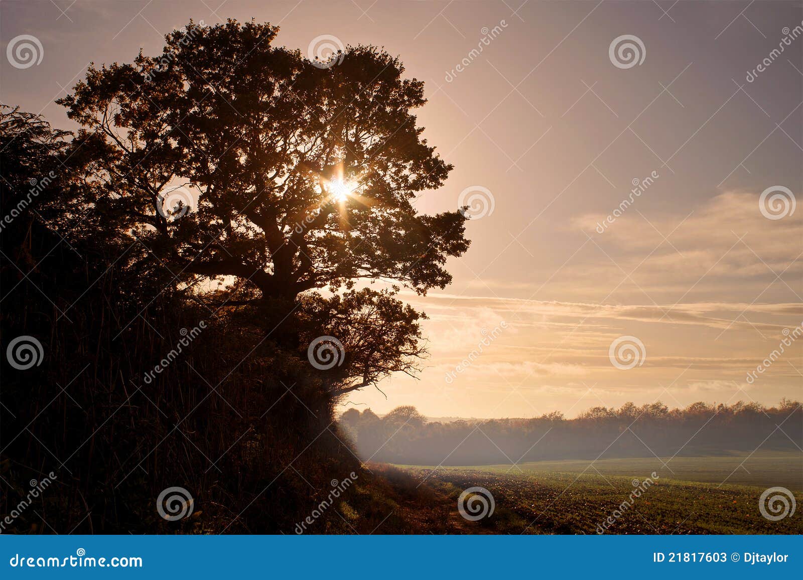 Oak tree sunset stock image. Image of dusk, agriculture - 21817603