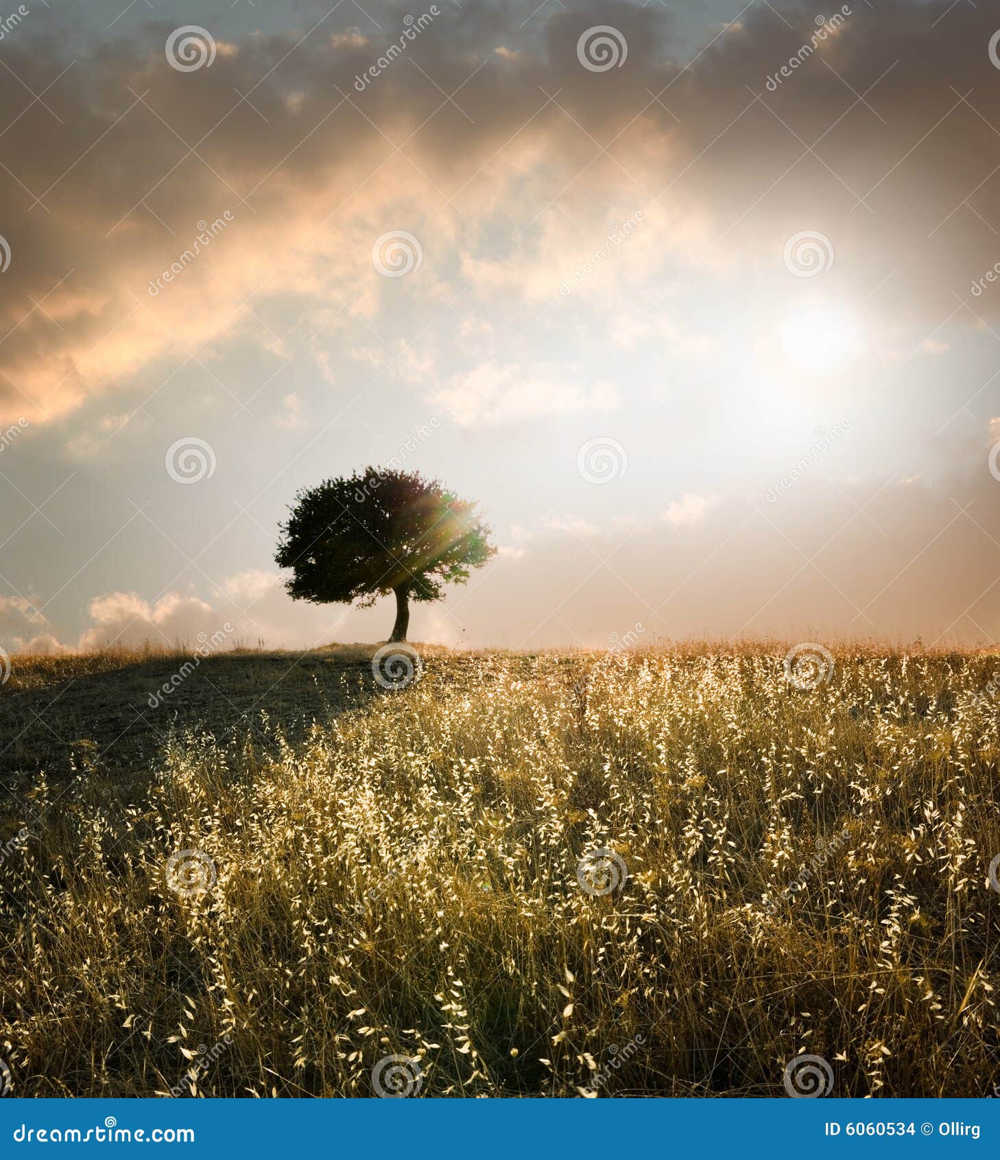 Tree Sunset, Colorful Sky With Sunset And Big Tree , Abstract ...