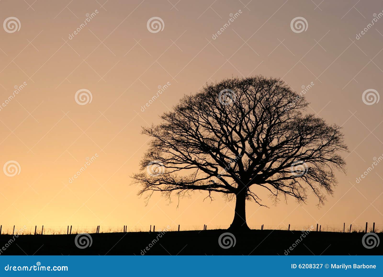 Oak Tree at Sunset stock image. Image of strength, silhouette - 6208327