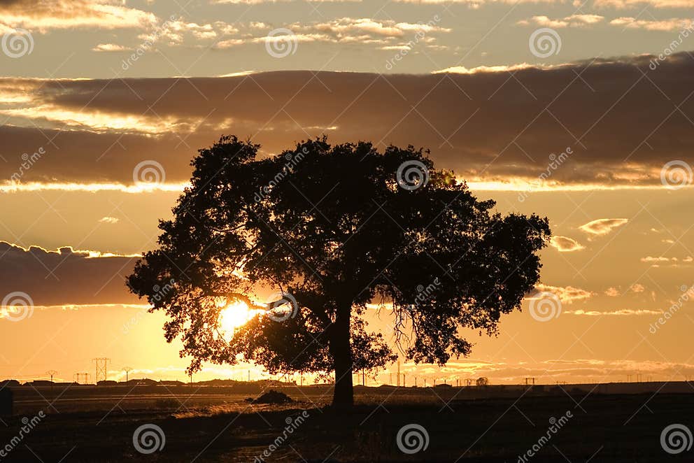 Oak tree at sunset stock image. Image of countryside, solitary - 7395391