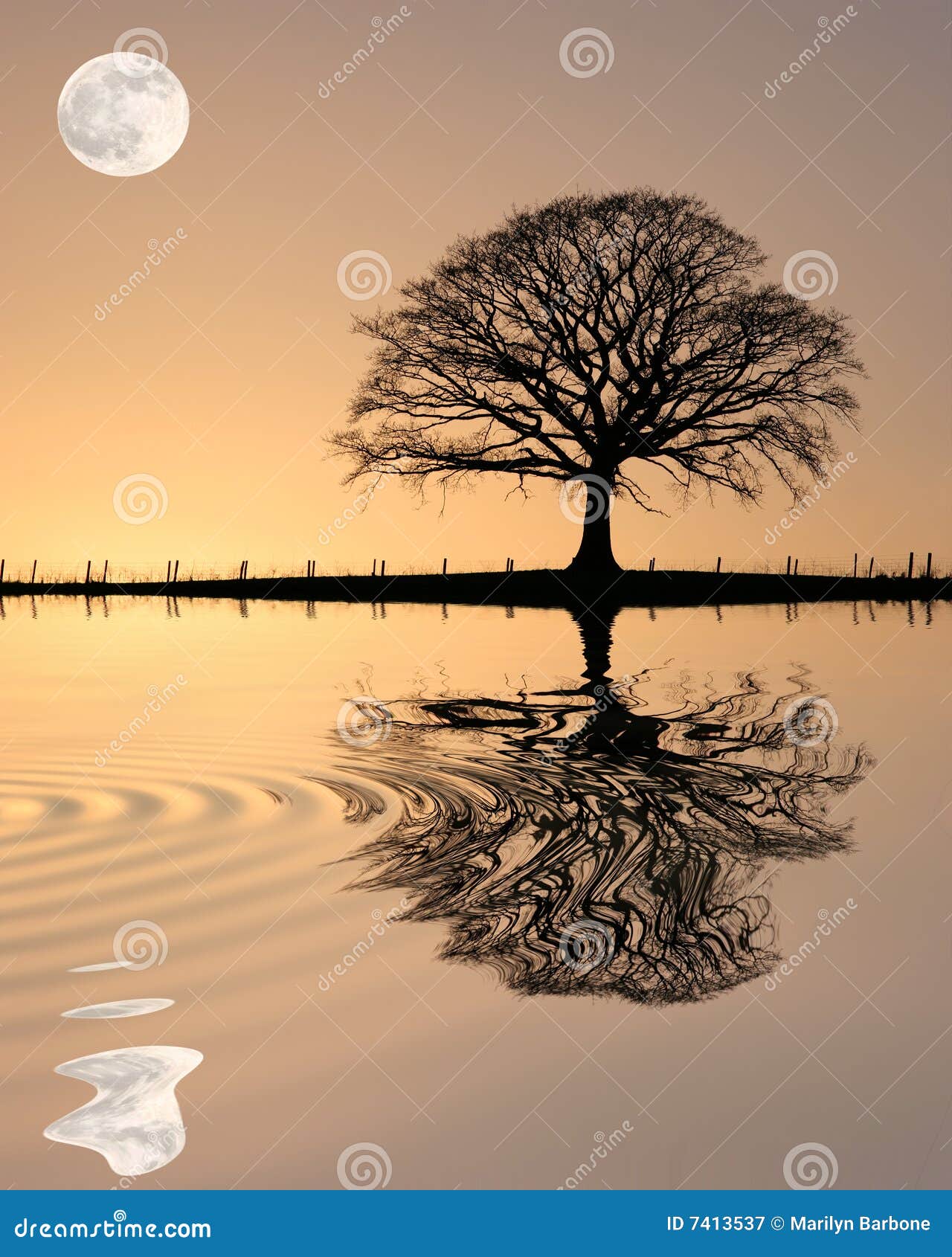 684 Oak Reflection Silhouette Stock Photos - Free & Royalty-Free Stock ...