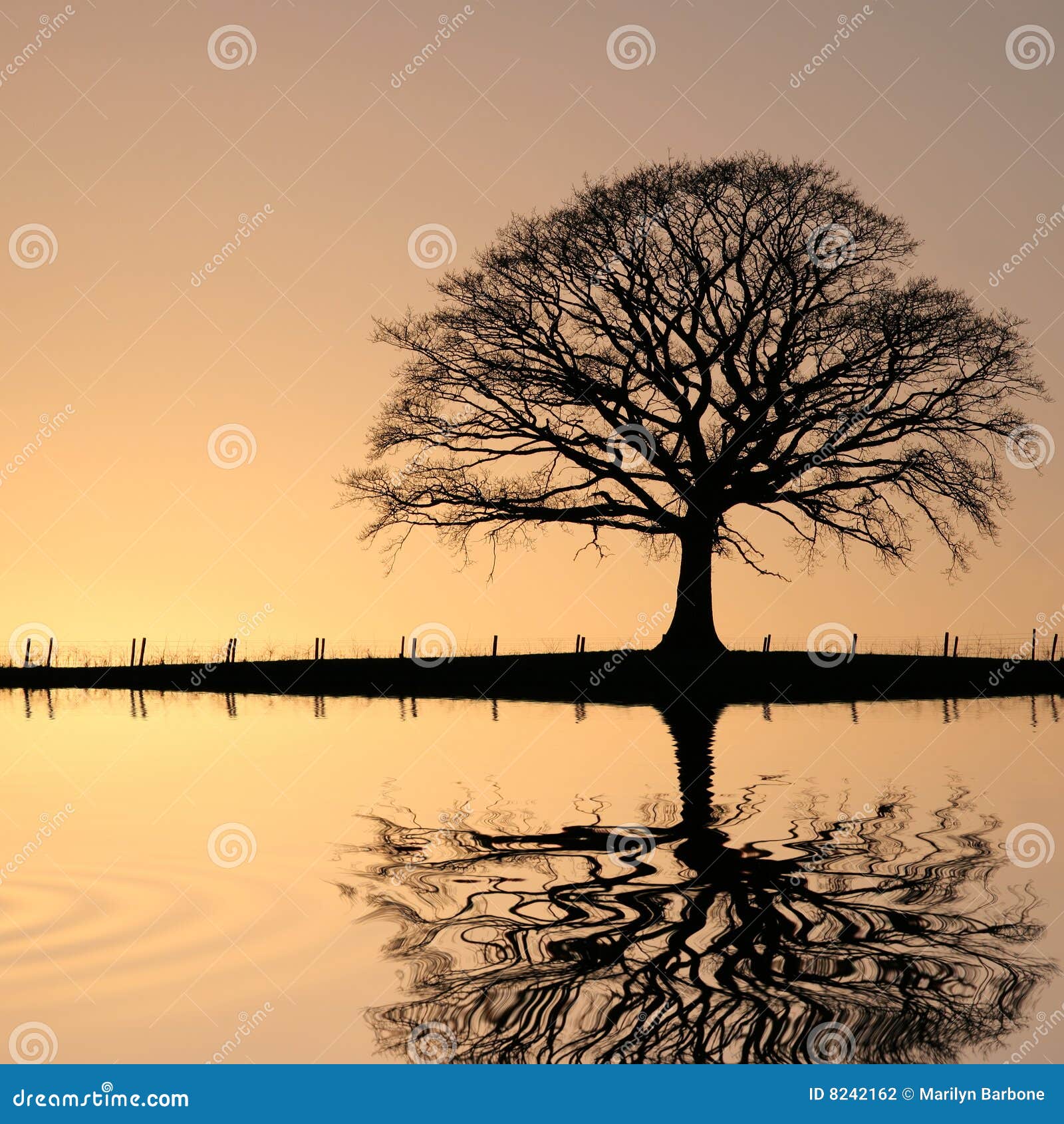Oak Tree at Sunset stock photo. Image of peace, season - 8242162