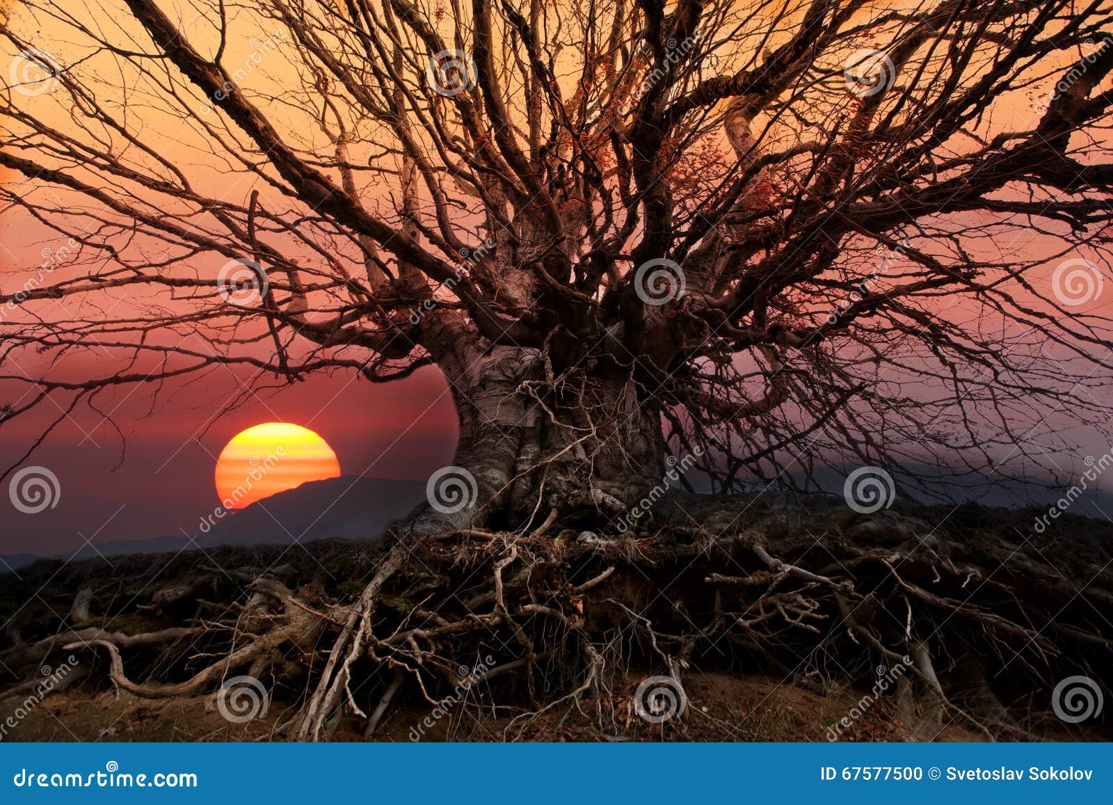 Oak tree sunset stock photo. Image of nature, land, lebanese - 67577500