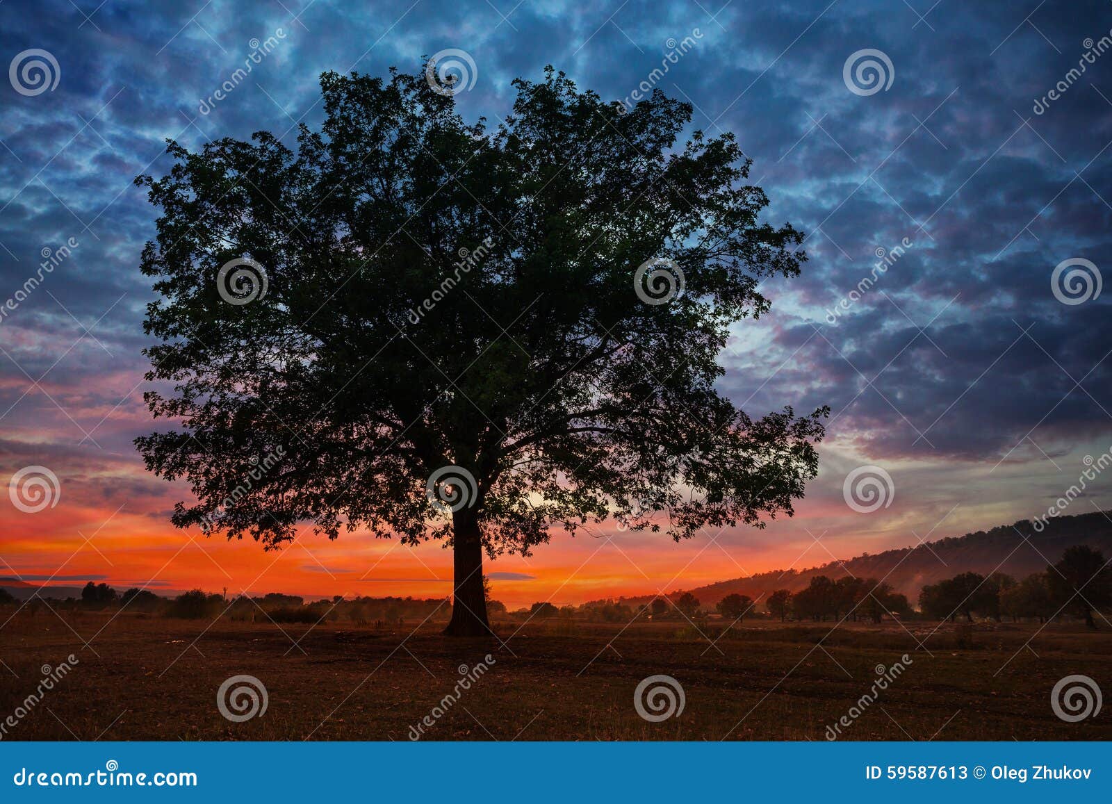 Oak Tree at Sunset in Autumn Stock Image - Image of sunlight, pasture ...