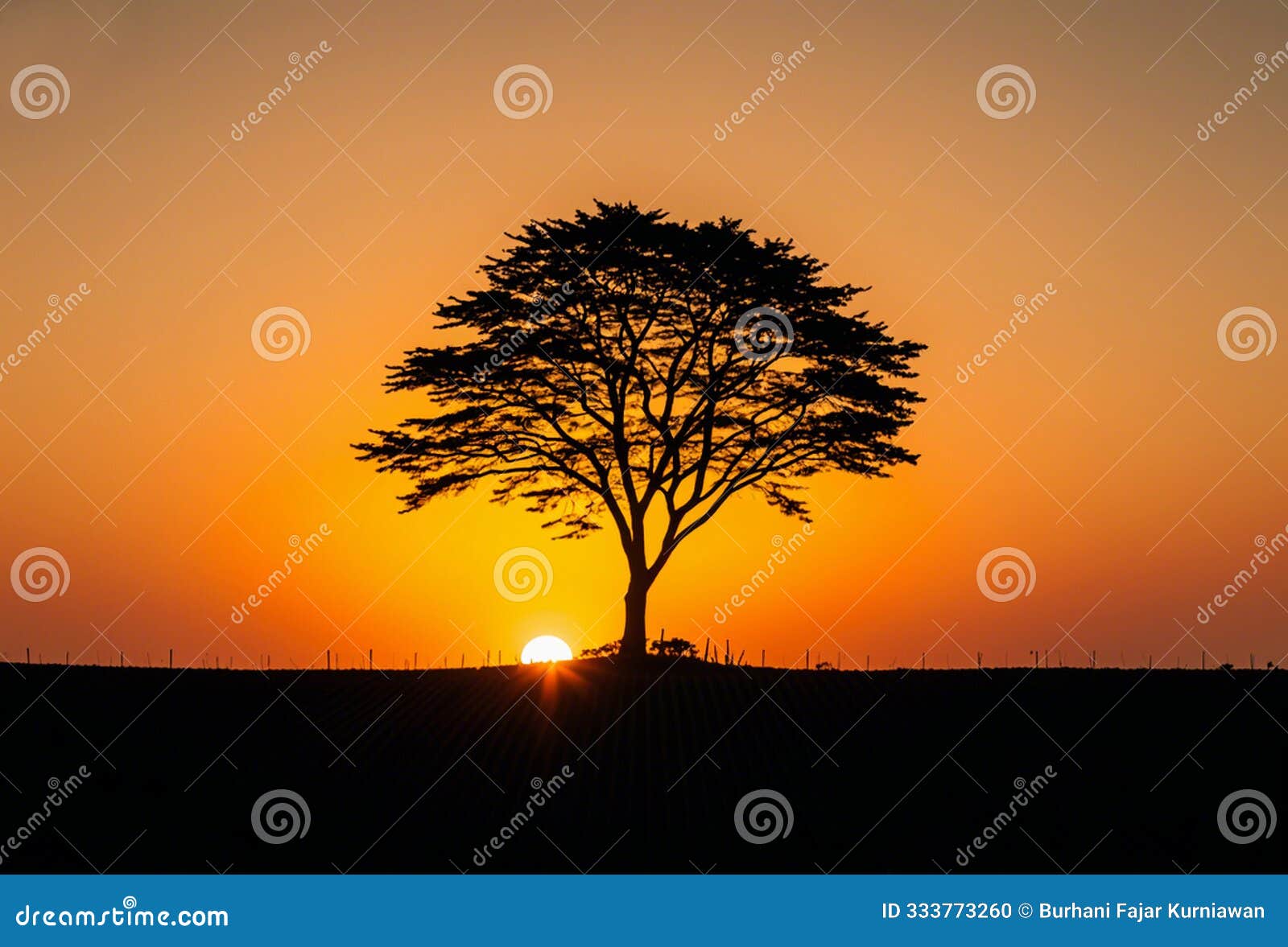 Oak Tree in Sunset Background. Stock Illustration - Illustration of ...