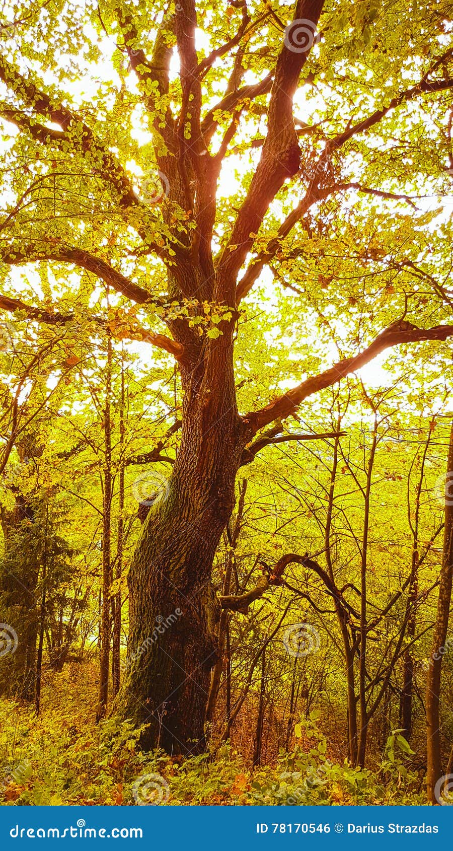 Oak tree at sunset stock photo. Image of glowing, large - 78170546
