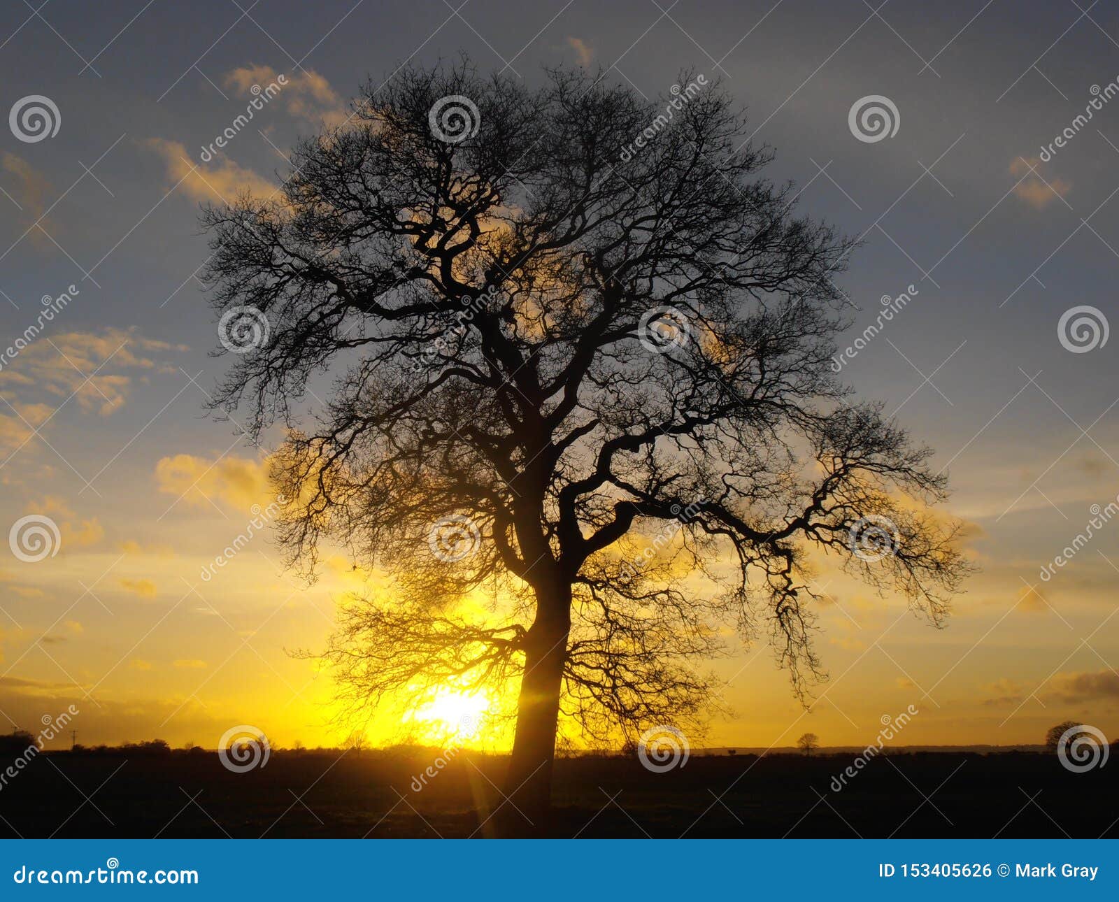 Oak Tree at Sunset stock photo. Image of yellow, rural - 153405626