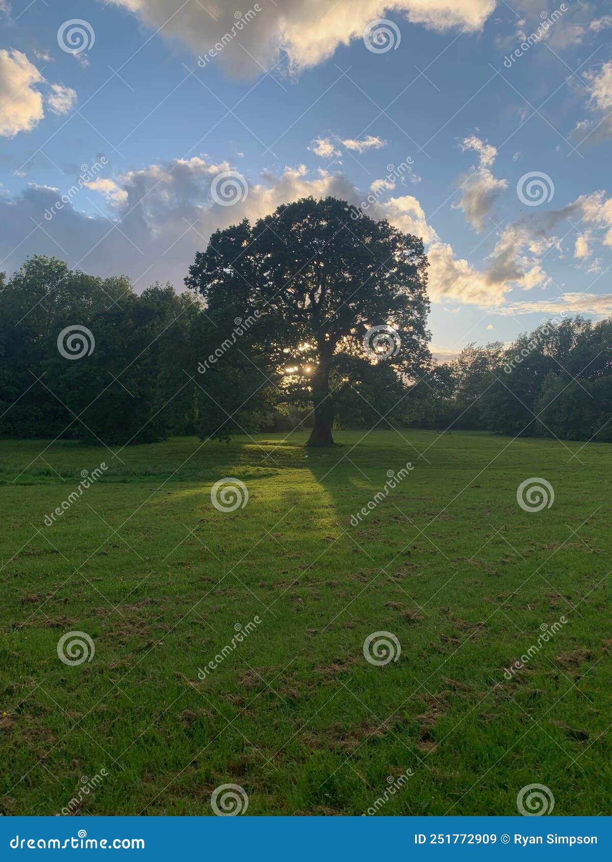 Oak tree at sunset stock image. Image of quiet, space - 251772909