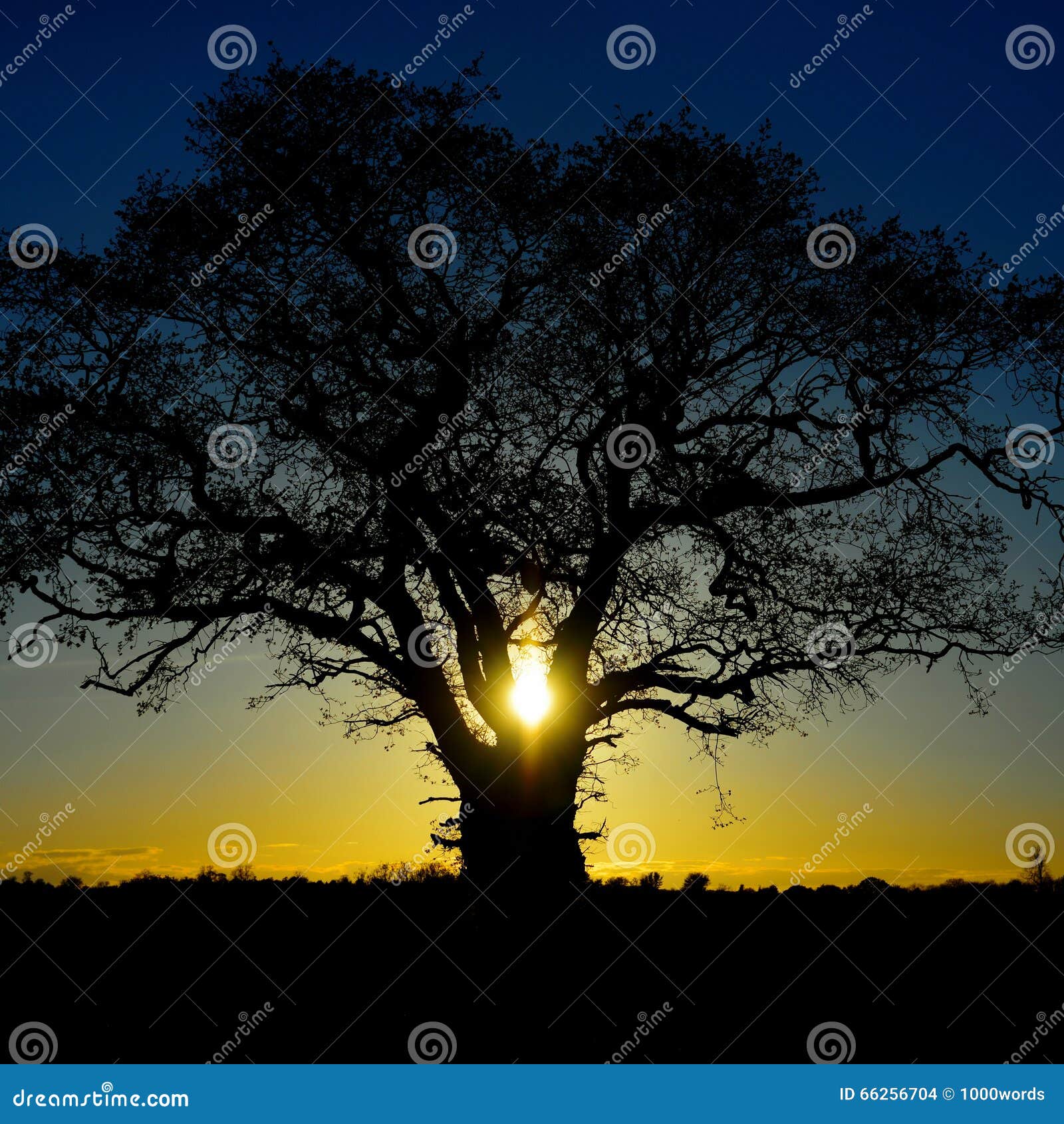 Oak Tree at Sunset stock photo. Image of english, garden - 66256704