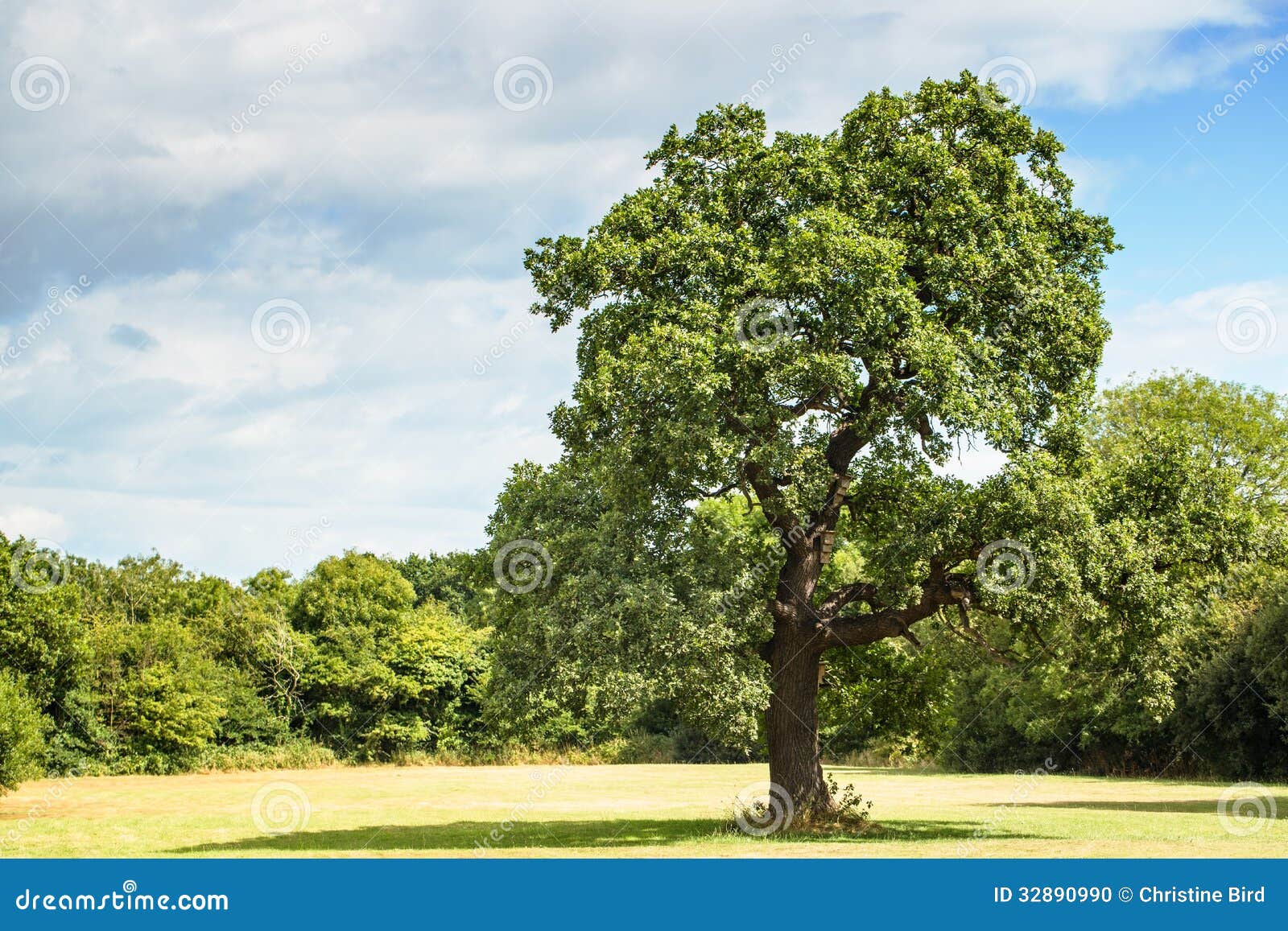 Oak Tree stock photo. Image of white, shadow, sunshine - 32890990