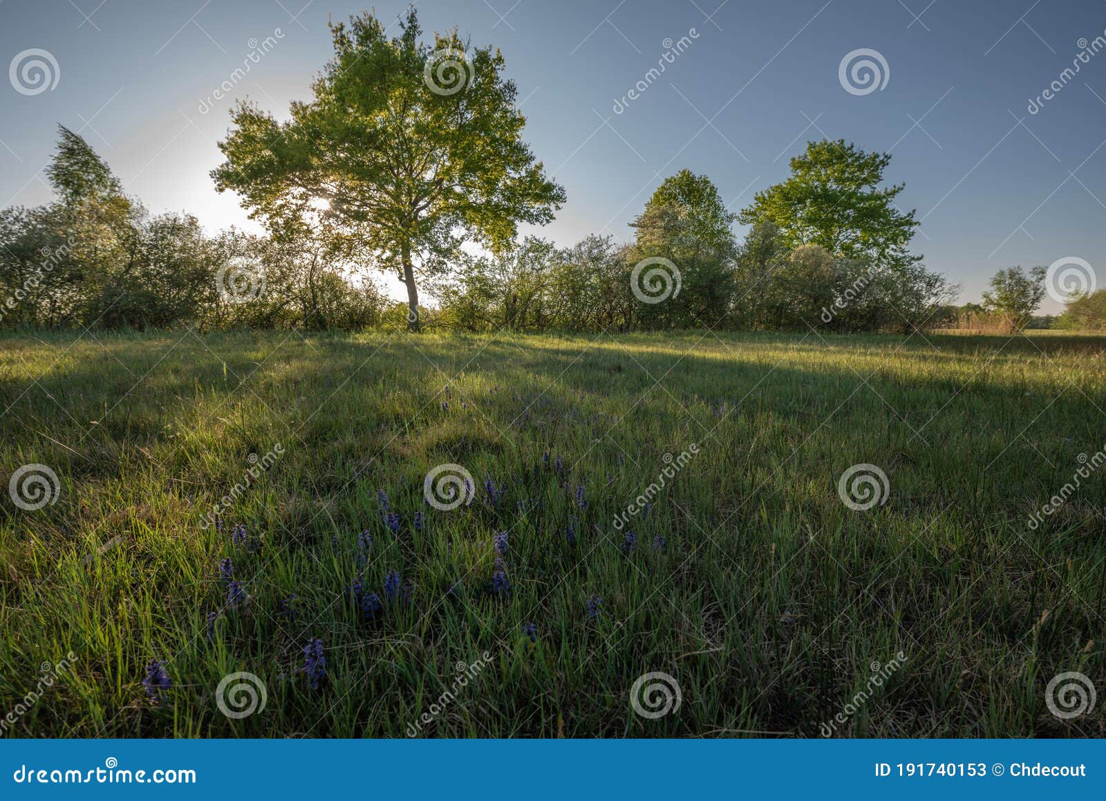 Oak Tree and Sunshine, on Summer Pasture Stock Image - Image of ...