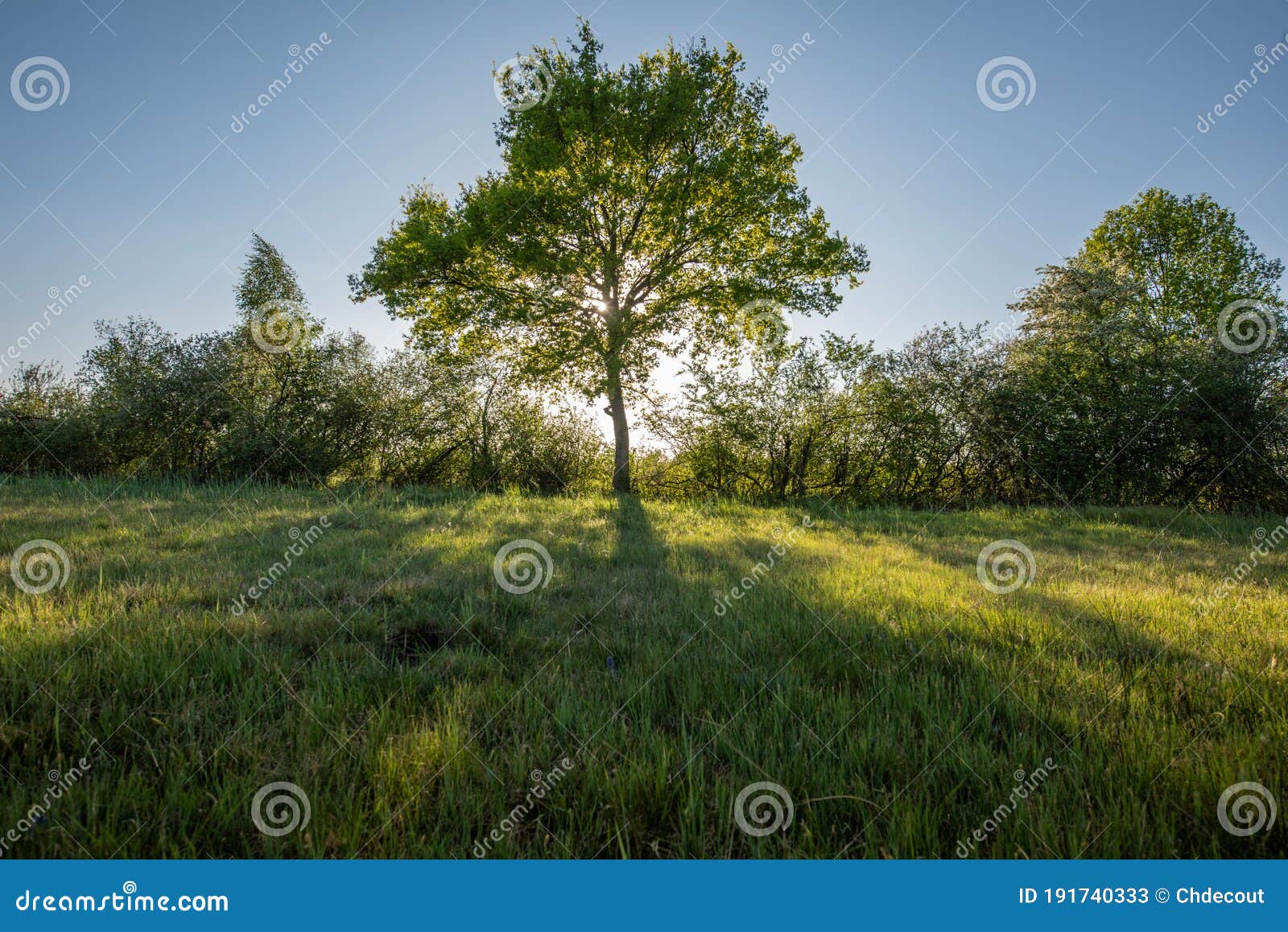 Oak Tree and Sunshine, on Summer Pasture Stock Image - Image of ...