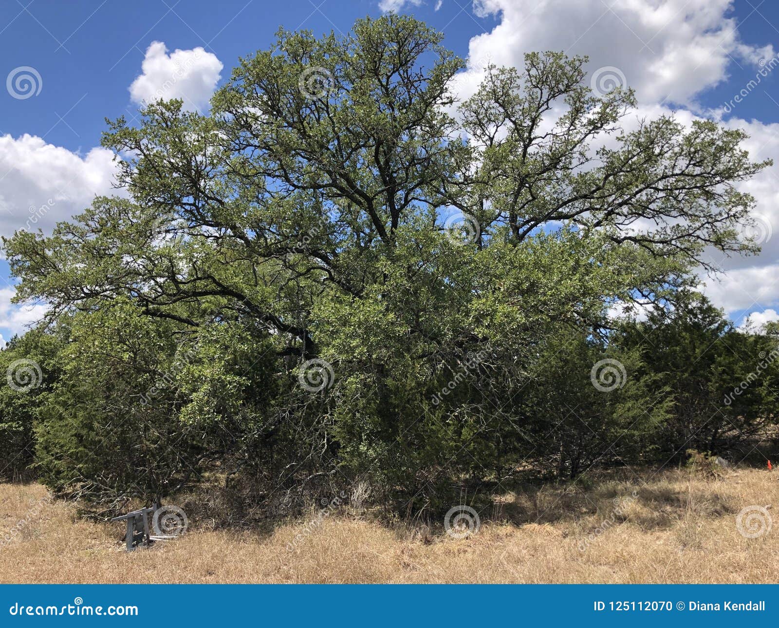 Trees Of Texas Hill Country at Sophia Wiseman blog