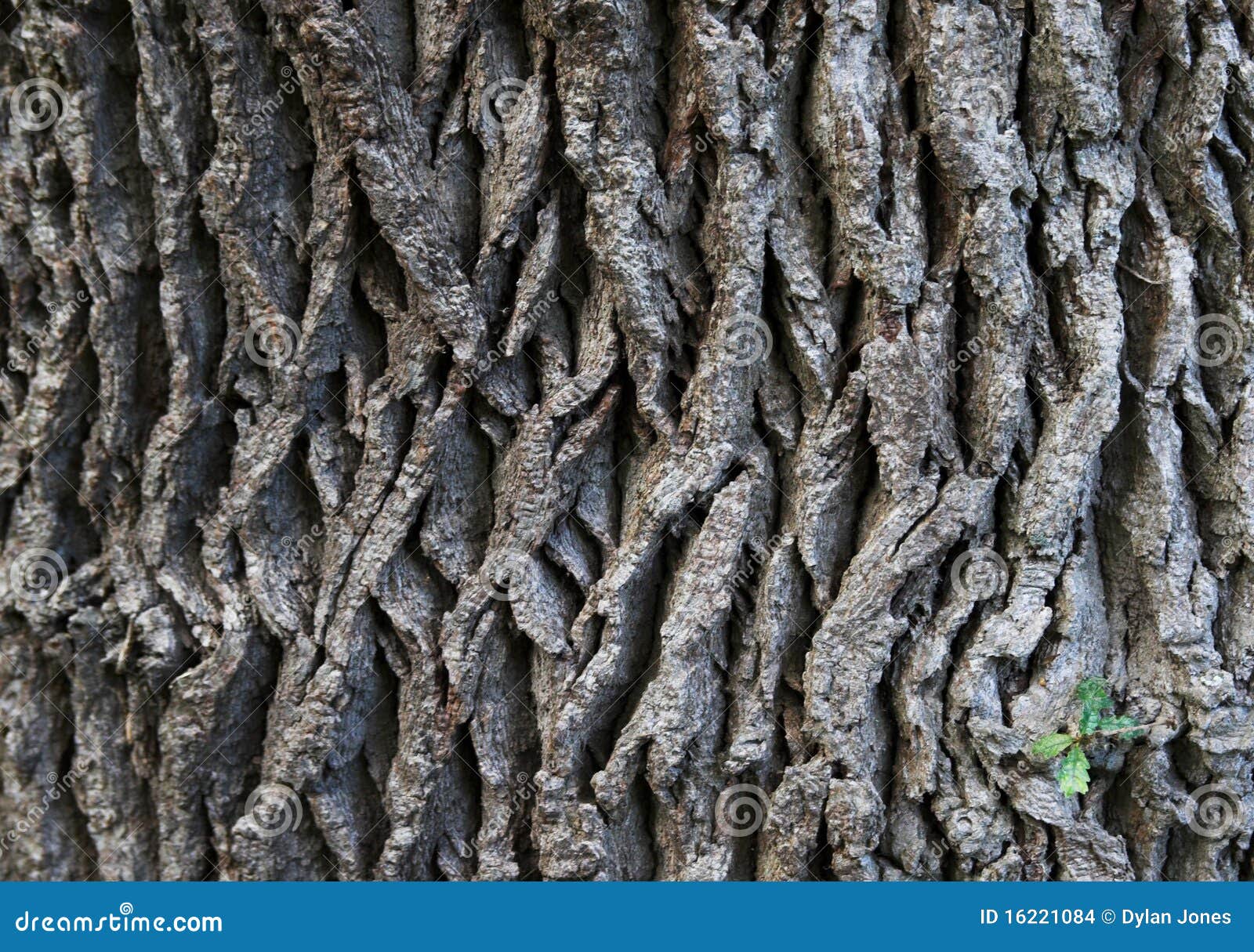 Oak tree texture stock photo. Image of layers, deciduous - 16221084