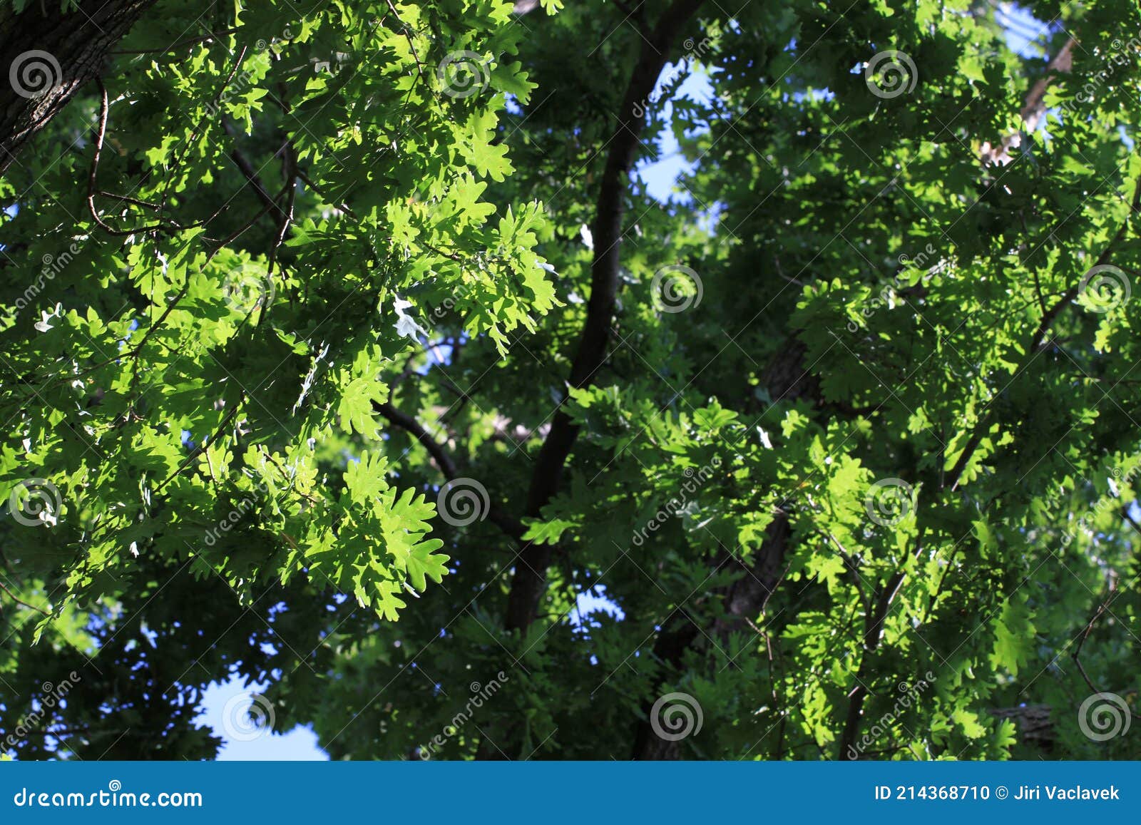 Oak tree texture stock photo. Image of golden, woodland - 214368710