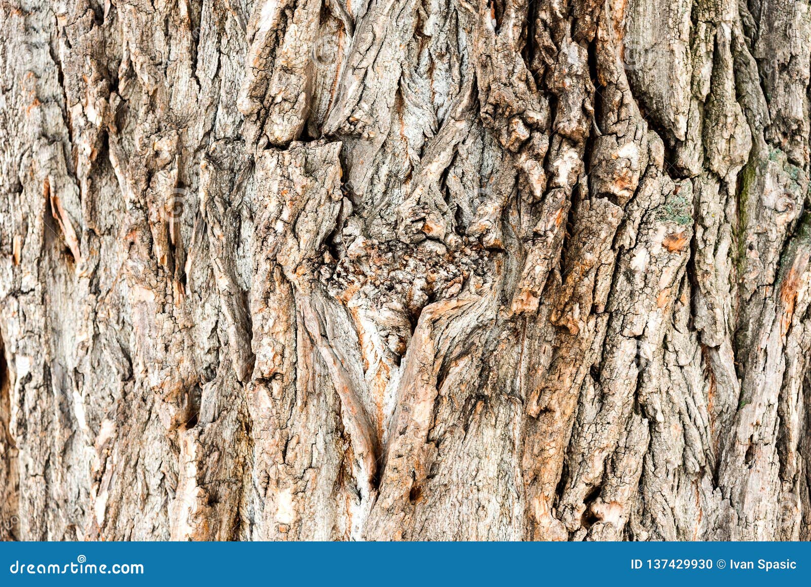 Oak Tree - Texture of the Bark Stock Photo - Image of cellulose, bark ...