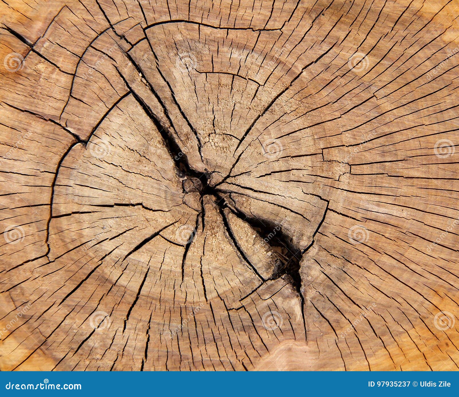 Oak tree texture close up stock image. Image of nature - 97935237