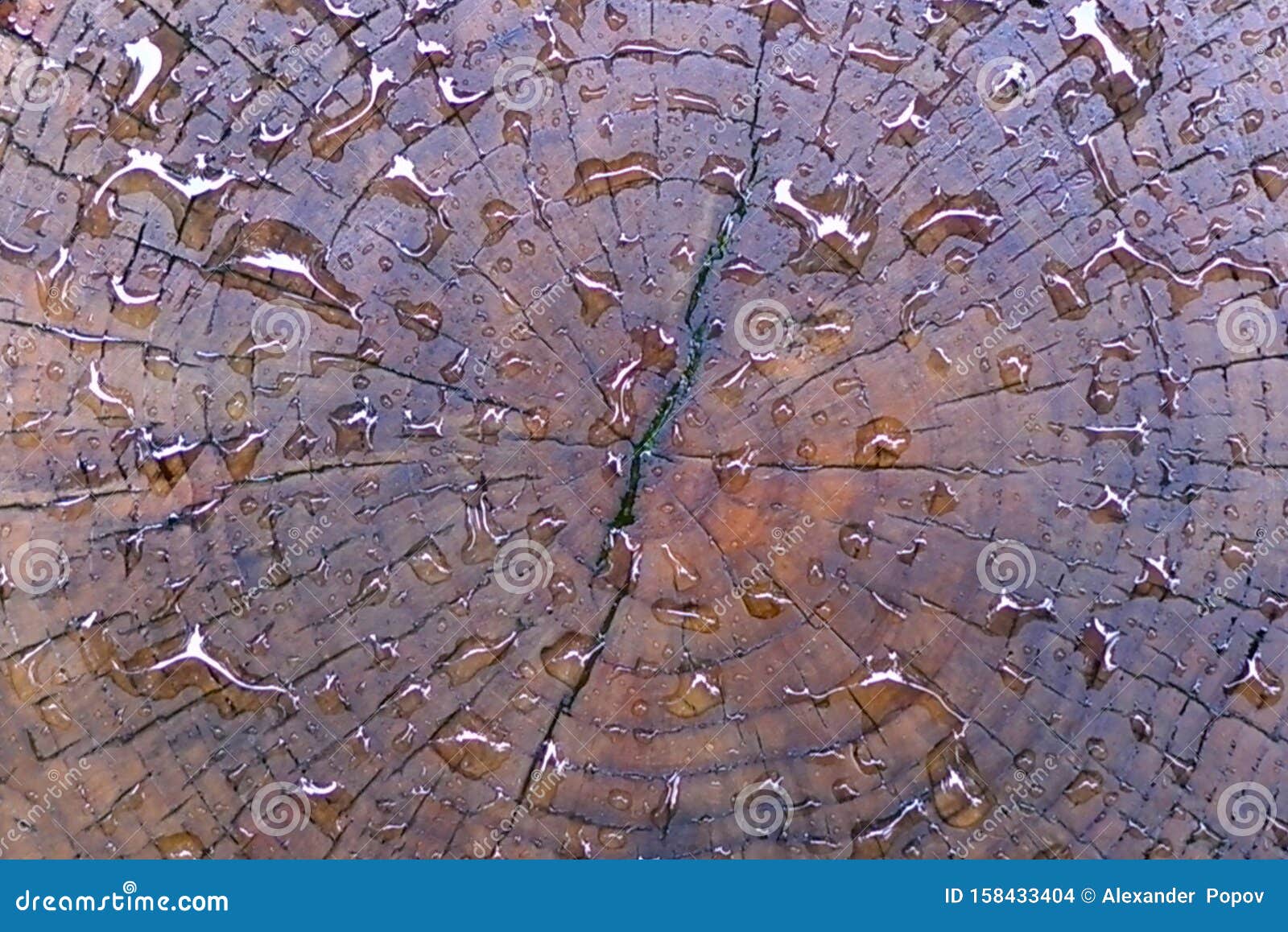 Oak tree texture stock photo. Image of textured, concentric - 158433404