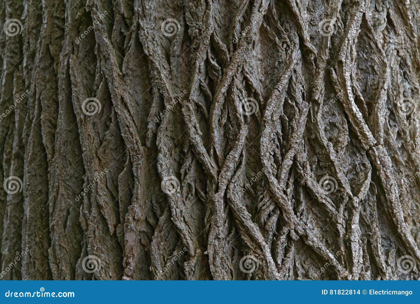 Oak tree texture stock photo. Image of structure, texture - 81822814