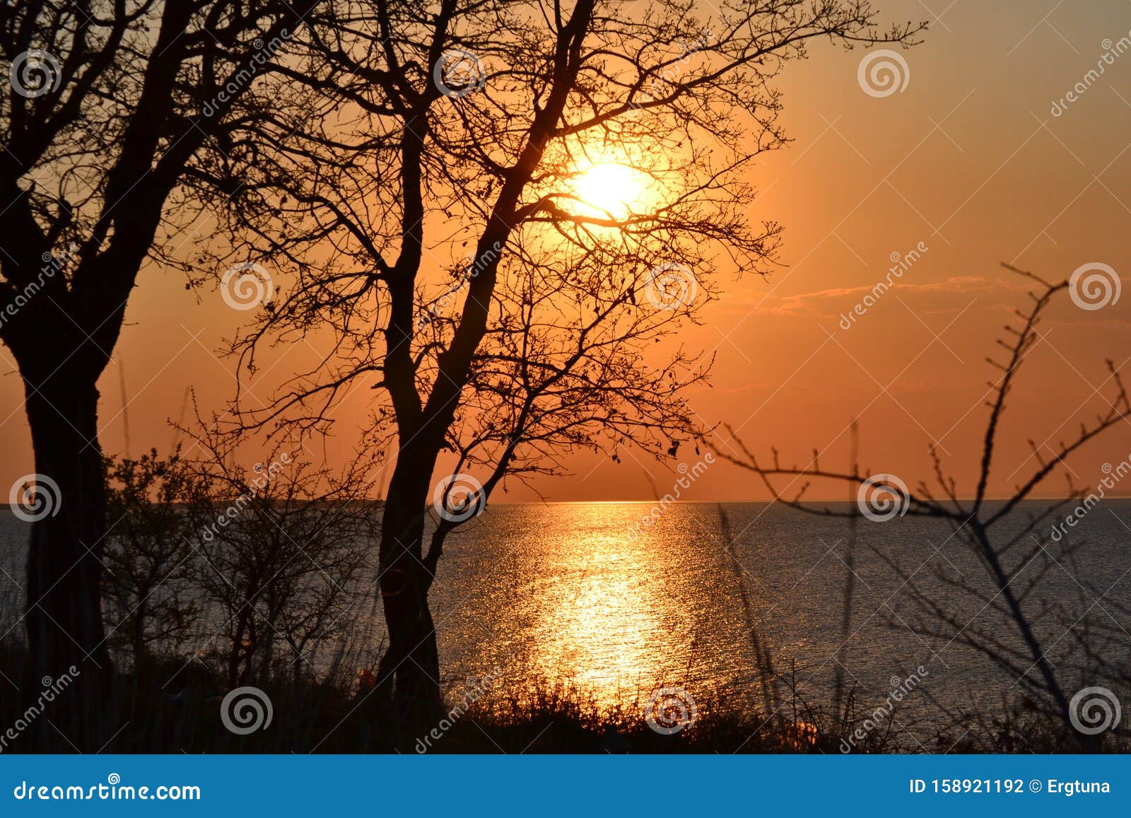 An Oak Tree Towards the Fantastic Sunset Stock Photo - Image of ...