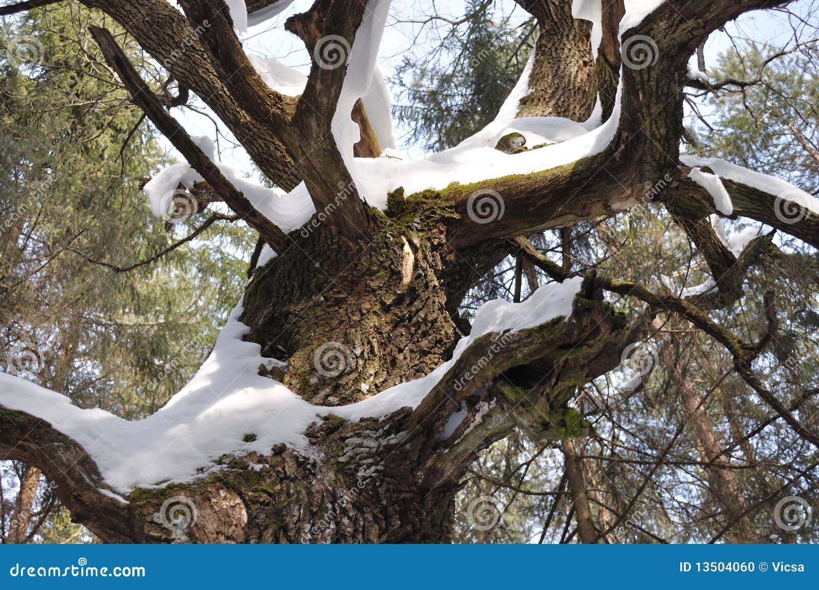 Oak Tree Winter Trunk