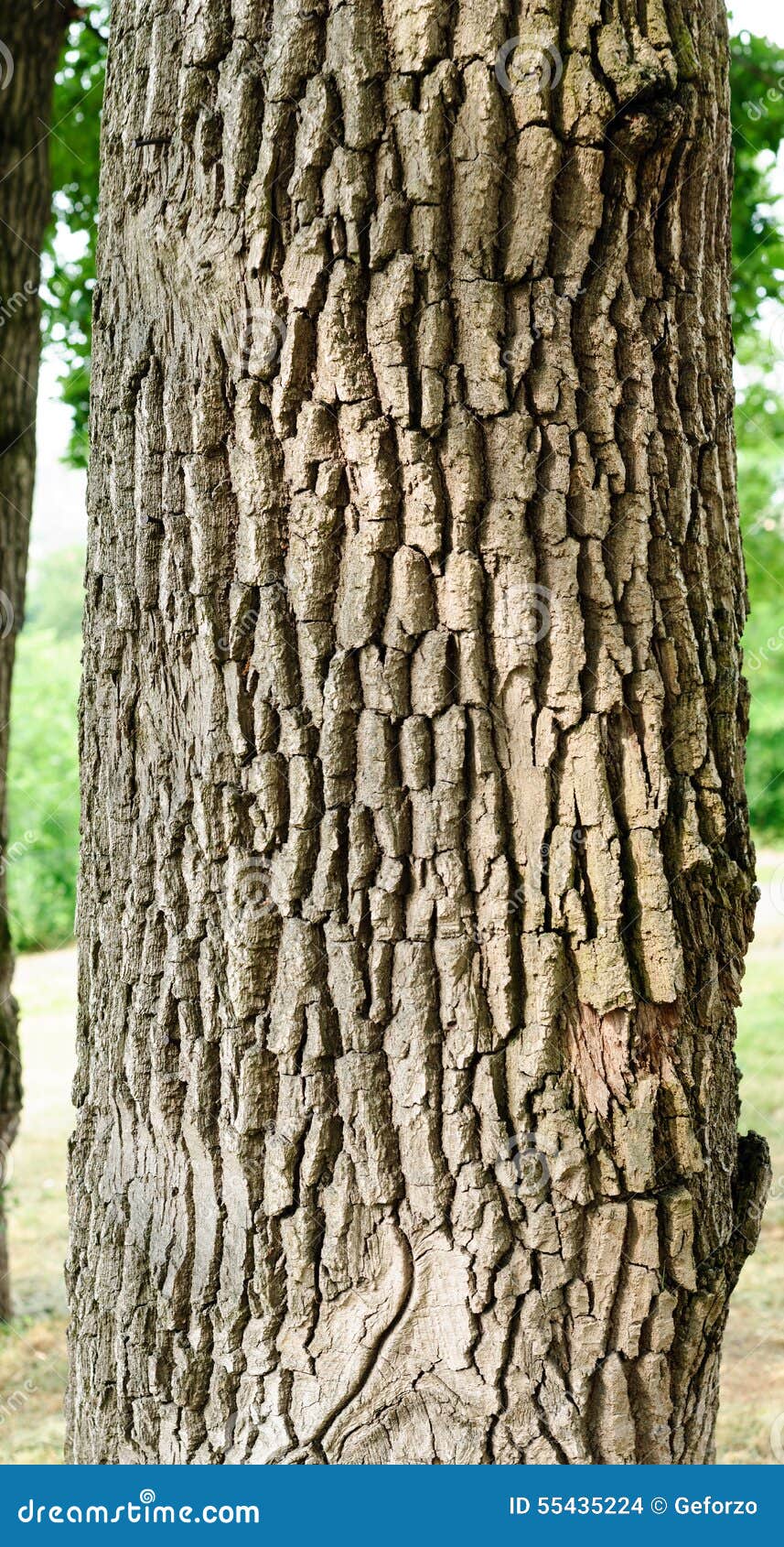 Oak tree trunk with bark stock photo. Image of contrast - 55435224