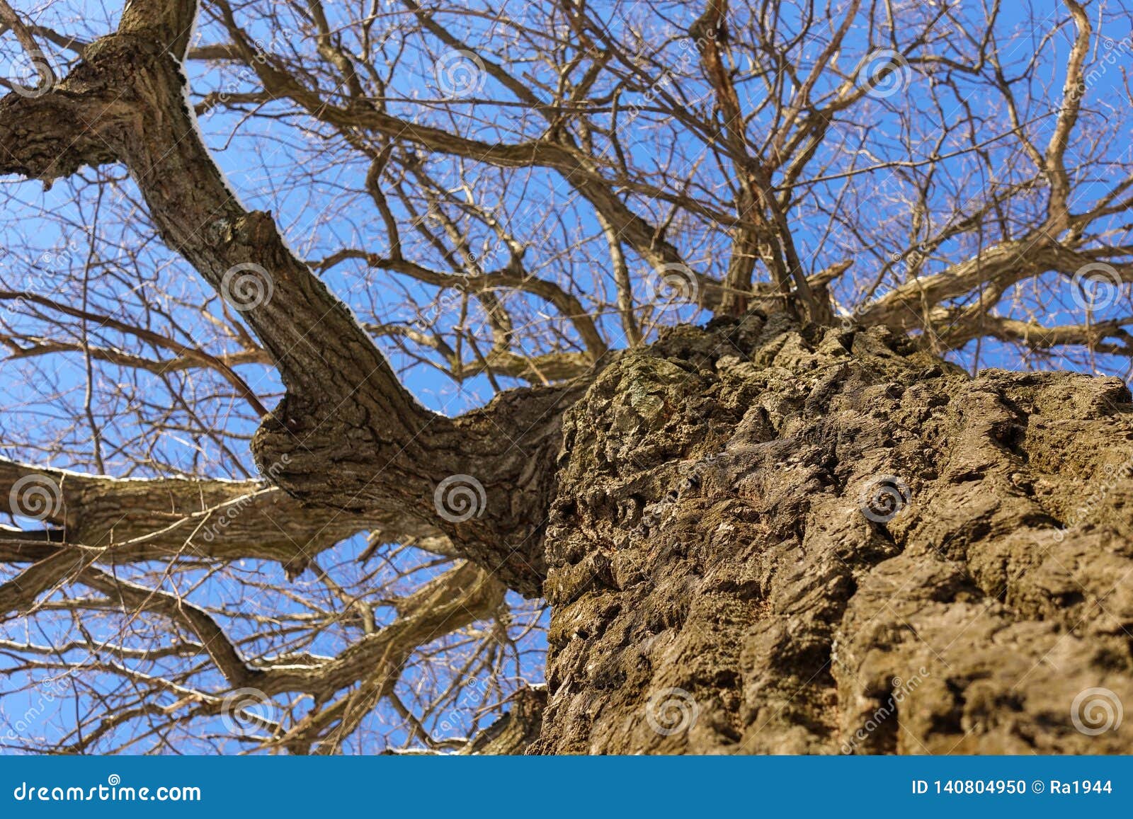 Oak. Tree Trunk, Bottom View. Nature in the Winter Season. Against the ...