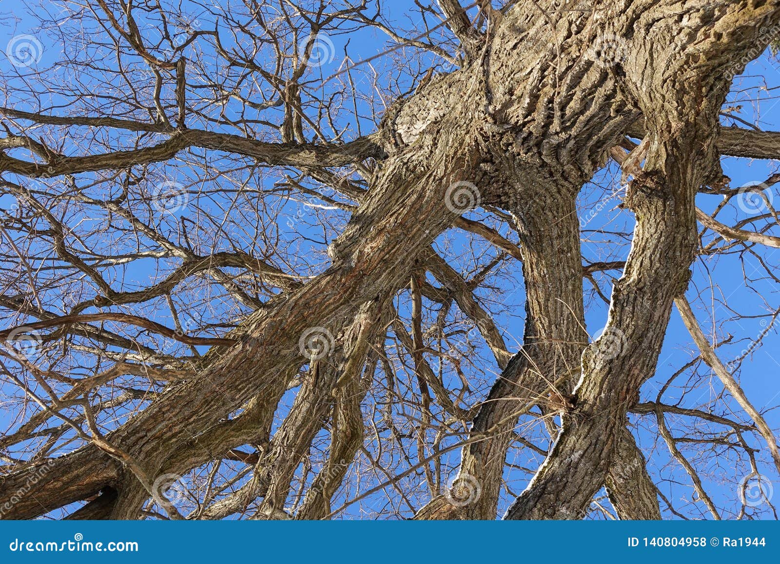 Oak. Tree Trunk, Bottom View. Nature in the Winter Season. Against the ...