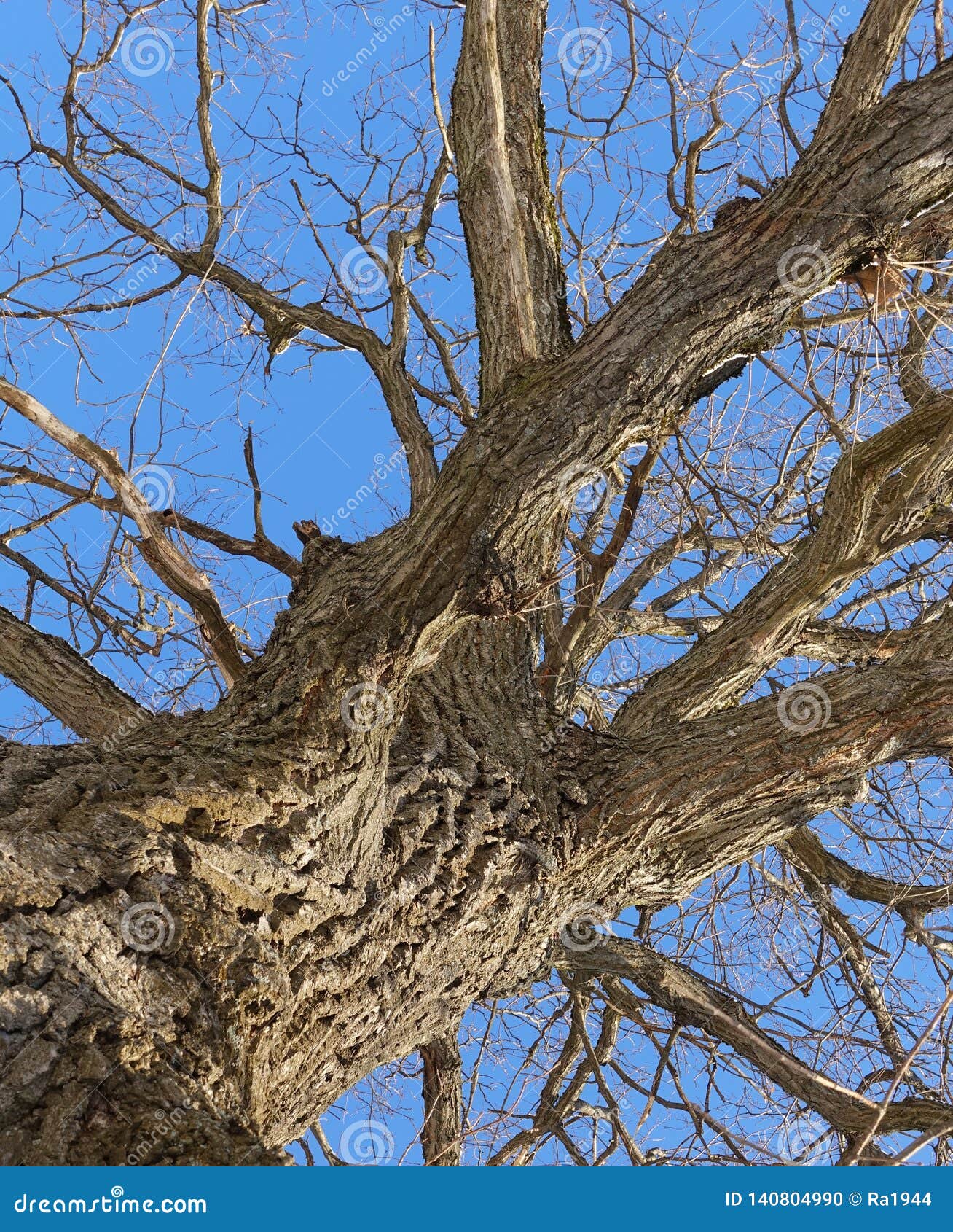 Oak. Tree Trunk, Bottom View. Nature in the Winter Season. Against the ...