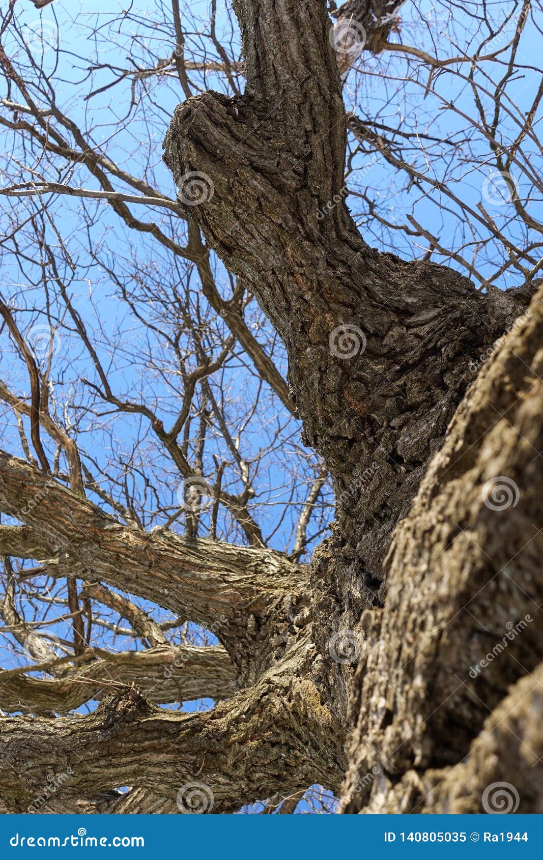 Oak. Tree Trunk, Bottom View. Nature in the Winter Season. Against the ...